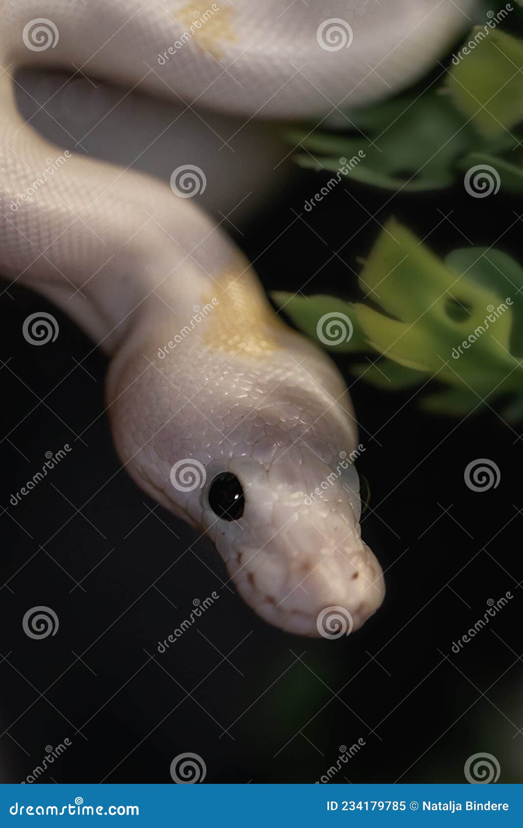 White and Yellow Spots Snake. Stock Image - Image of color, snake ...