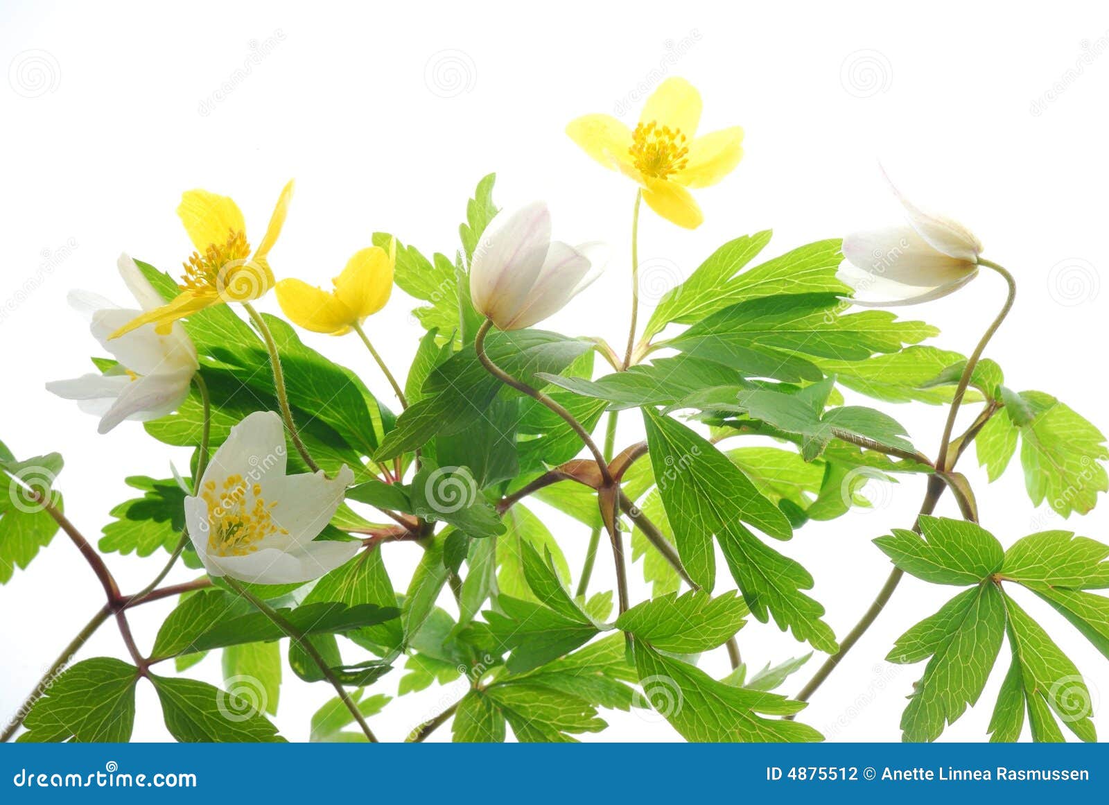 White and Yellow Spring Anemone Stock Photo - Image of detail, outdoor ...