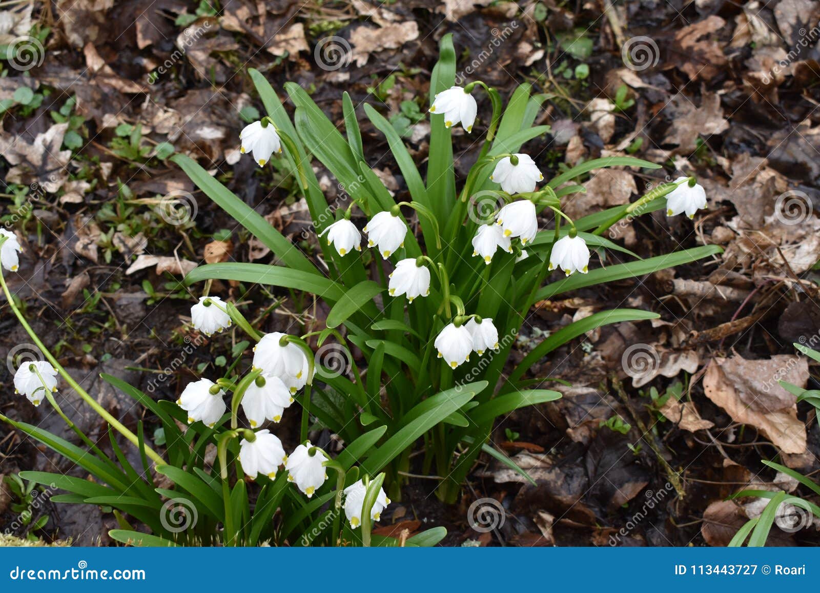 Spring Snowflake Flowers in the Forest Stock Image - Image of nature ...