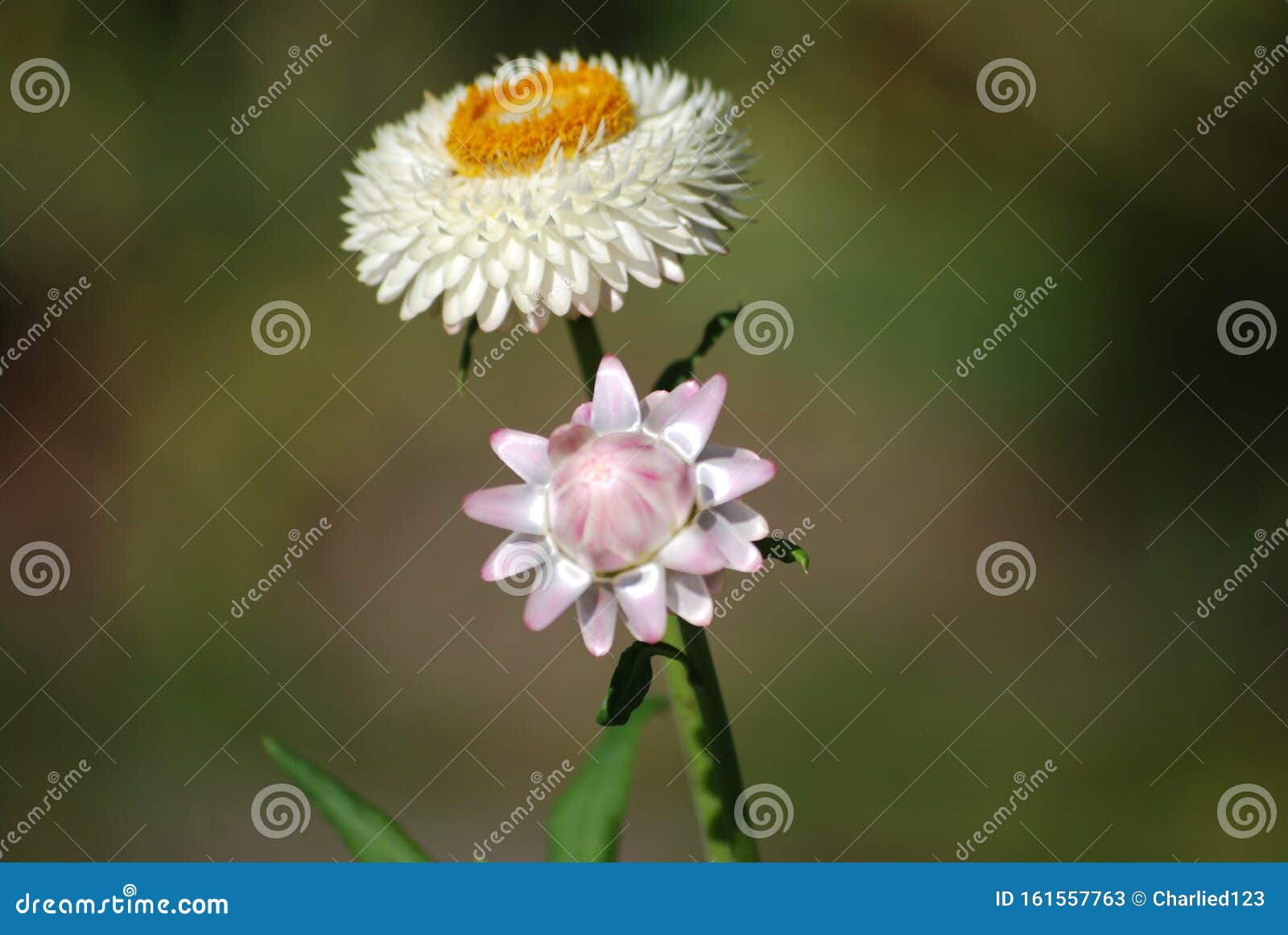 White and Yellow Straw Flower and Pink and White Budding Flower Stock ...