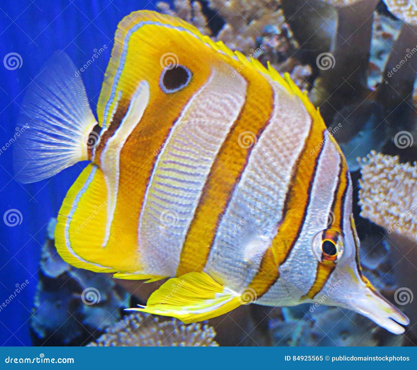 White And Yellow Tropical Fish Picture. Image: 84925565