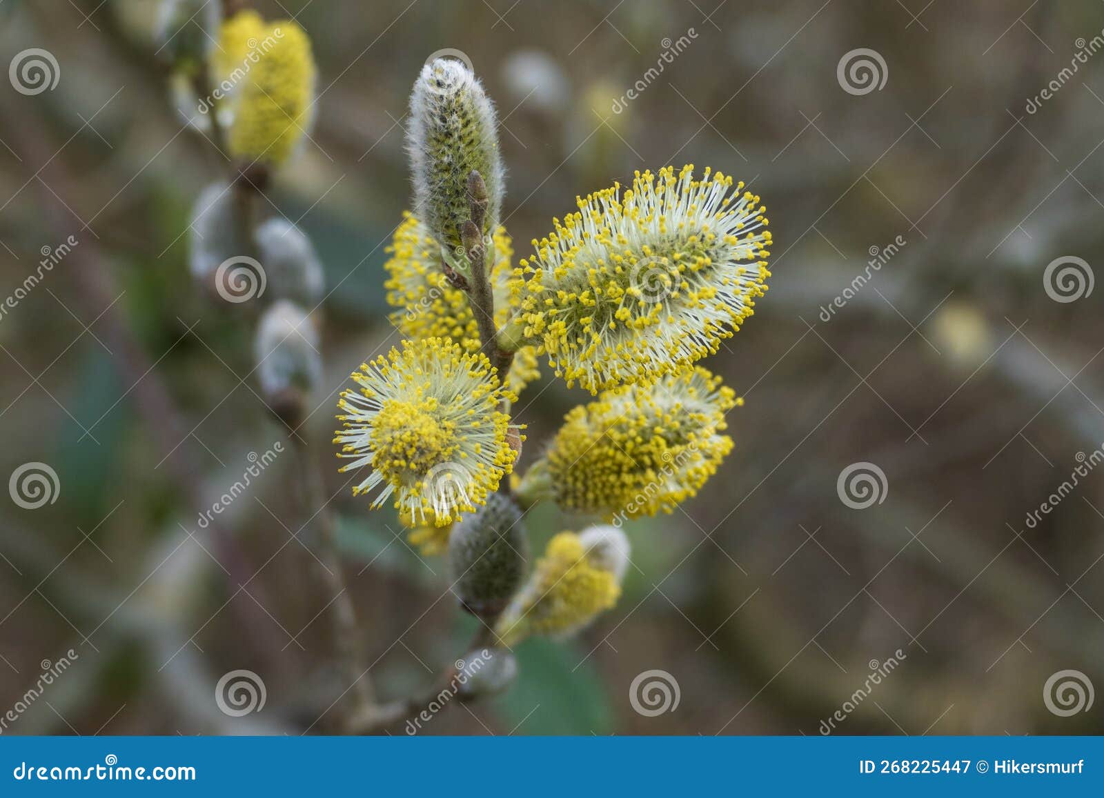 Willow Catkin, Salix with Delicate Down in Spring Stock Image - Image ...