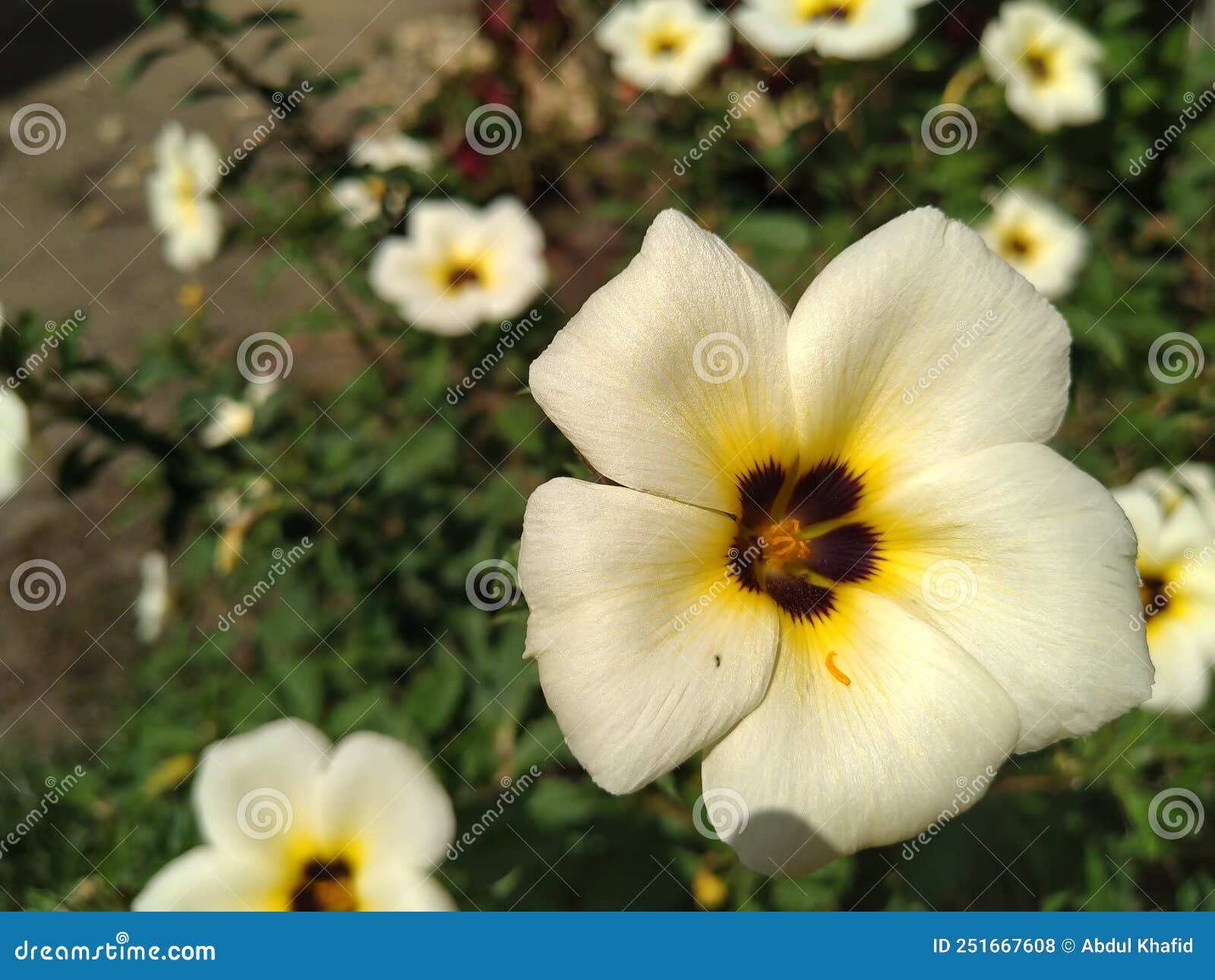 White Yolanda Flower stock photo. Image of buttercup - 251667608