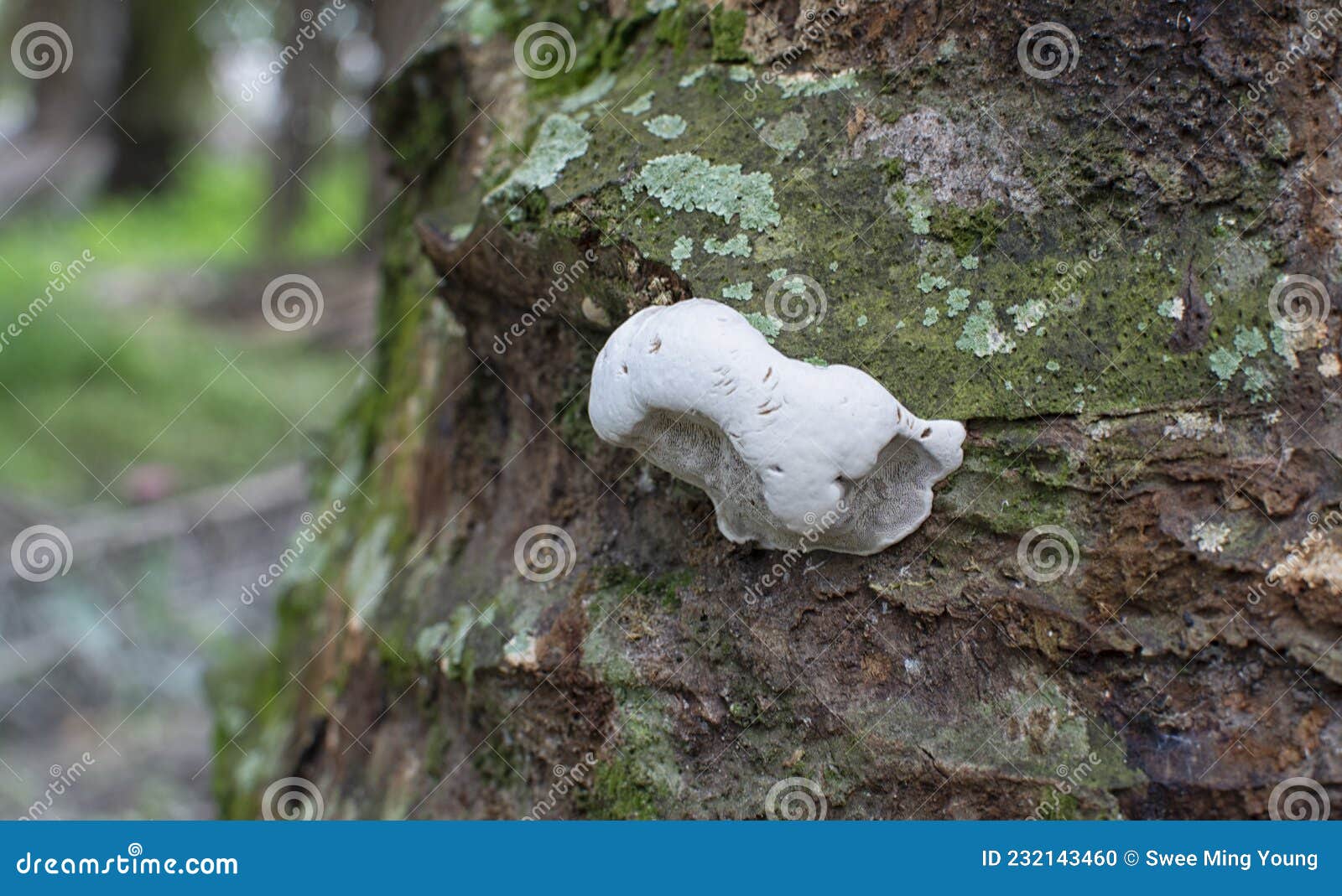 White Young Bulb of the Bracket Fungus. Stock Photo - Image of closeup ...