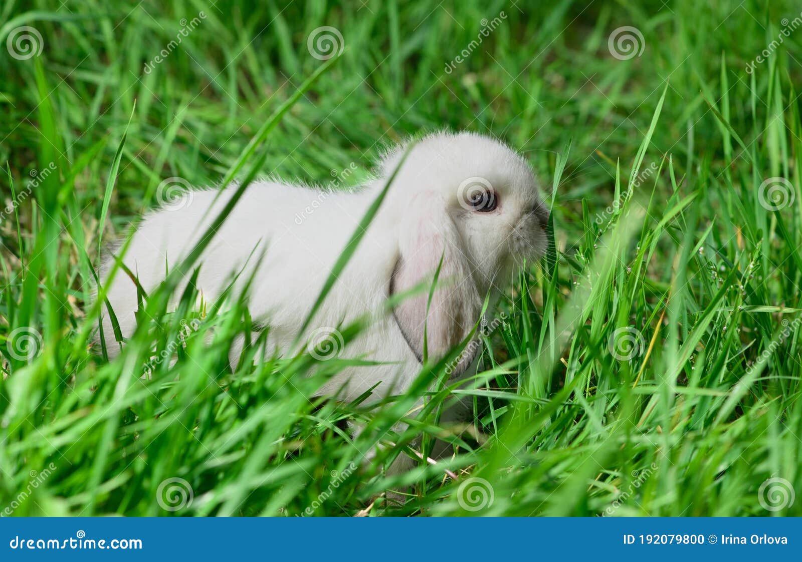 The White Young Miniature Lop is Lying in the Grass Stock Photo - Image ...