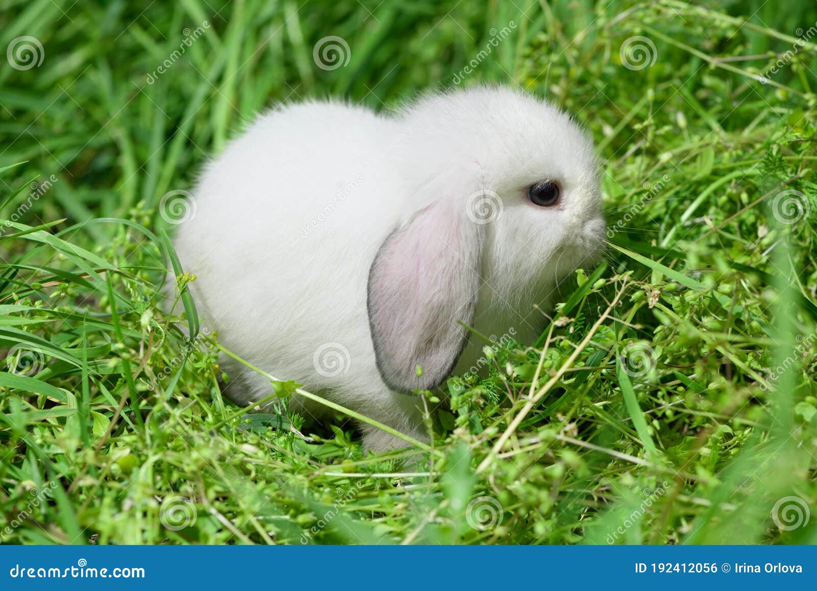 The White Young Miniature Lop is Sitting in the Grass, Close-up Stock ...