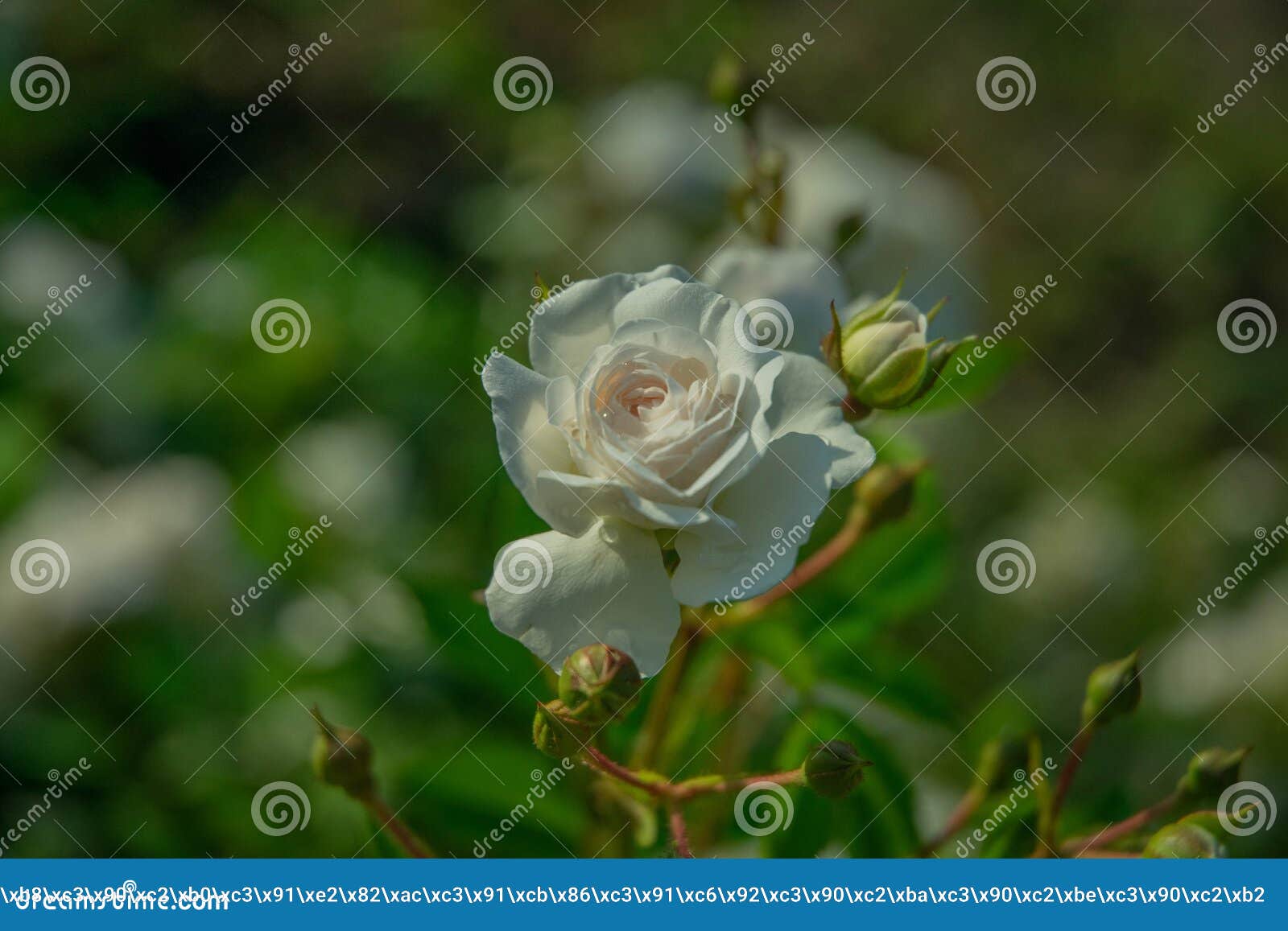 White young rose stock image. Image of beautiful, beauty - 223923347