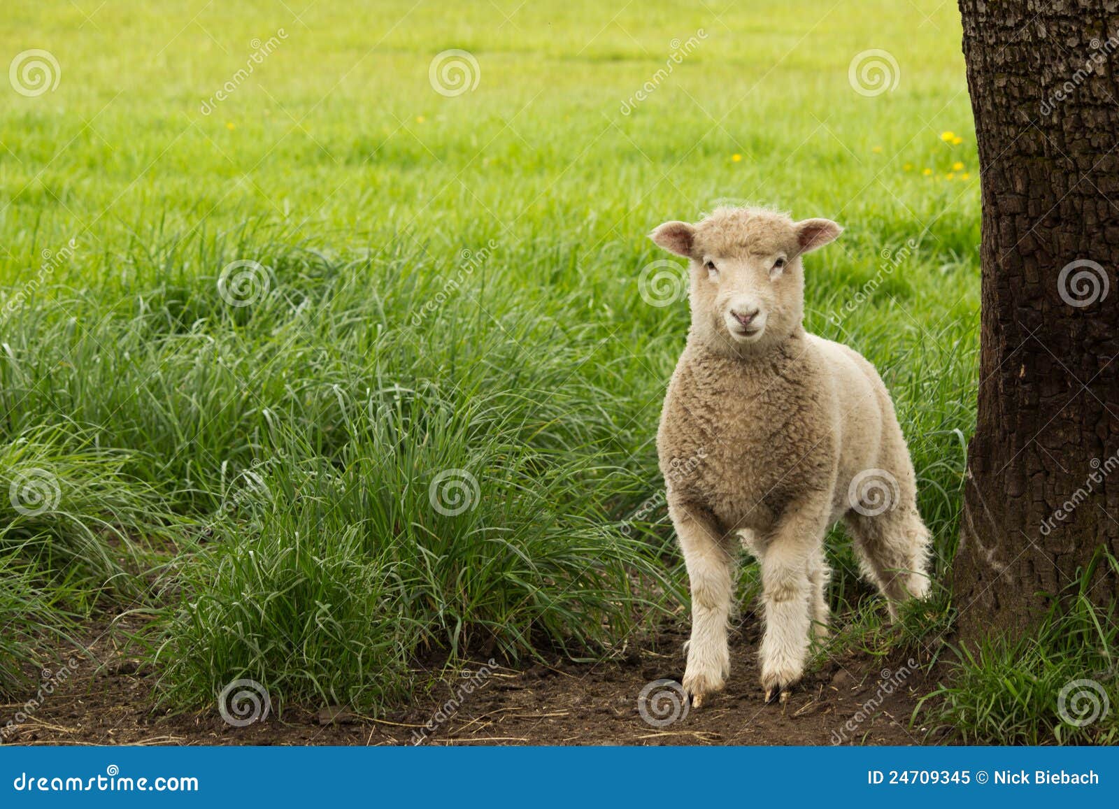 White Young Sheep Lamb stock image. Image of farming - 24709345