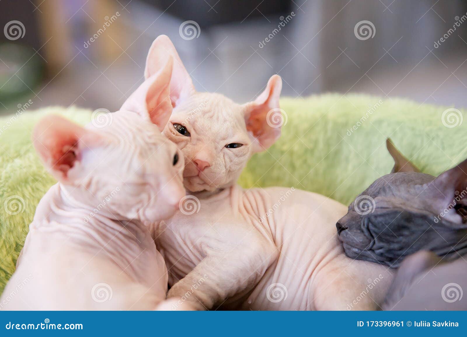 White Young Sphynx Cats Sleeping and Playing on Light Green Rug Stock ...