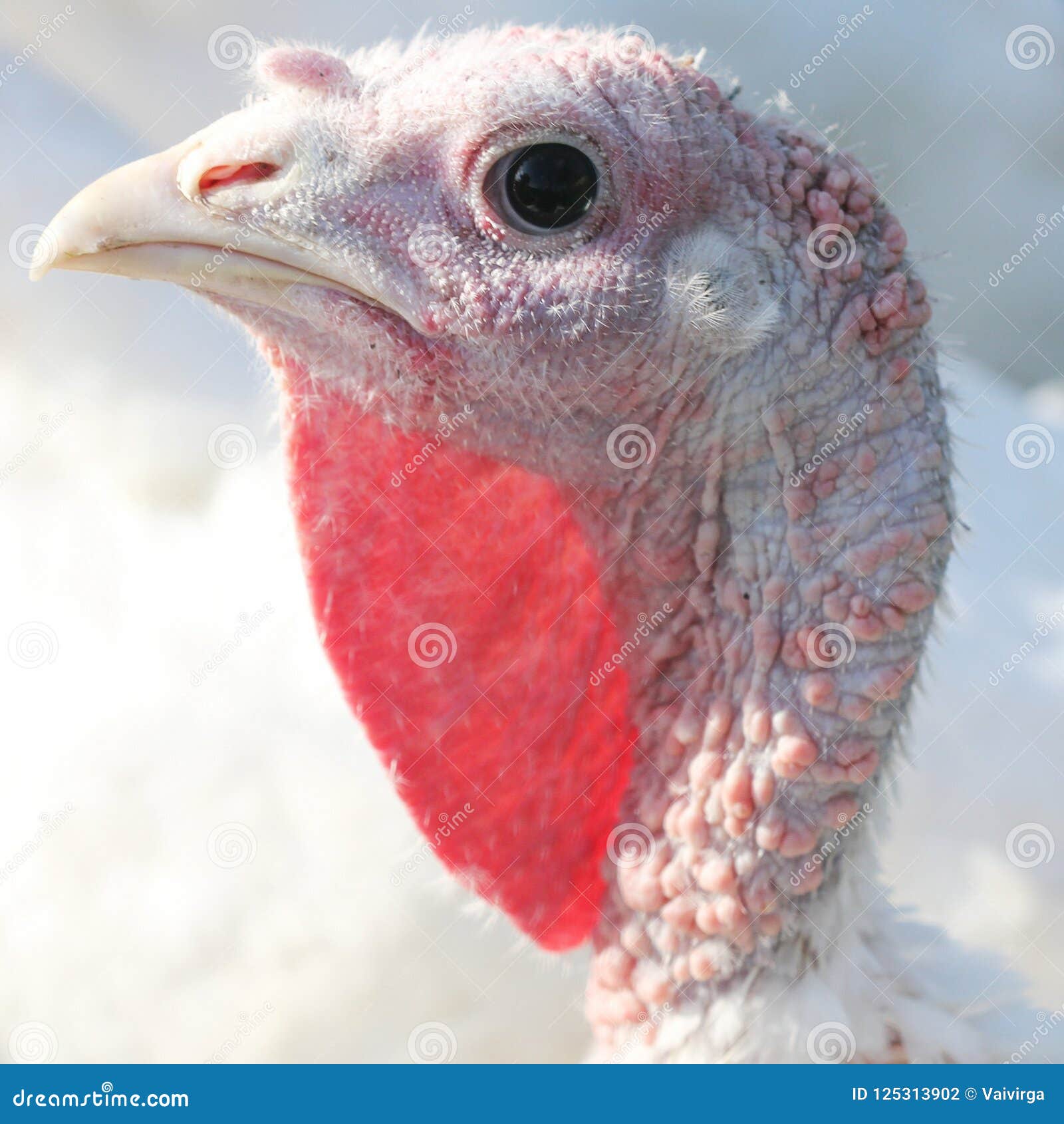 Turkey On A Farm , Breeding Turkeys. White Turkey Portrait. Flock Of ...