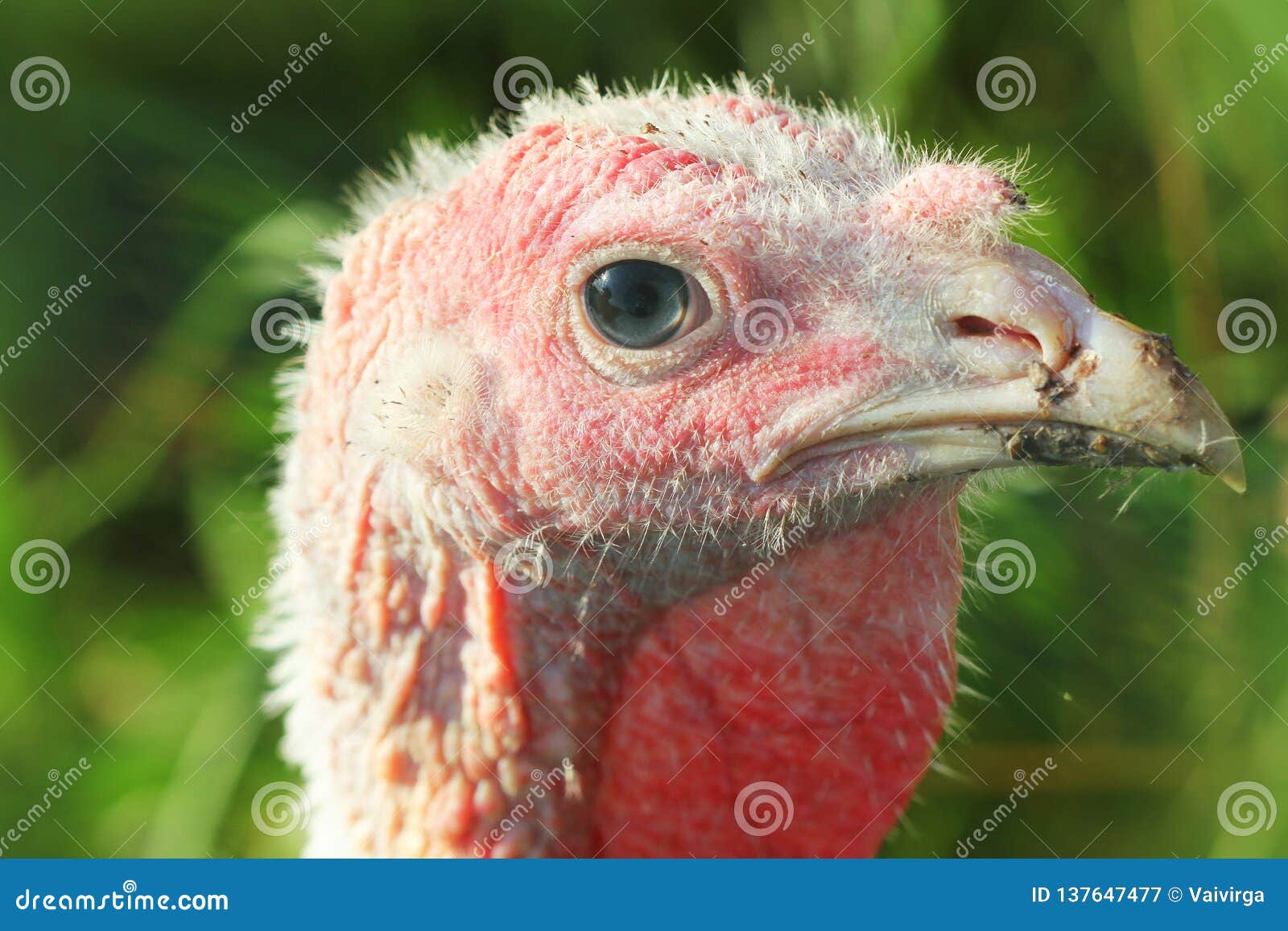 White Young Turkey on a Farm Stock Image - Image of farm, growing ...