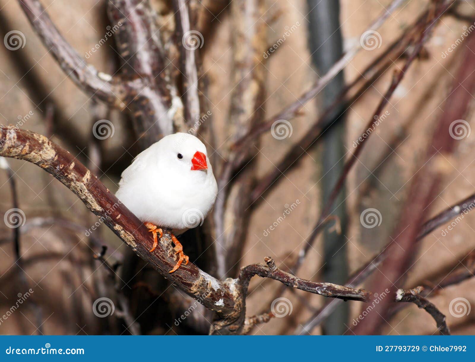 White Zebra Finch stock image. Image of aviary, white - 27793729