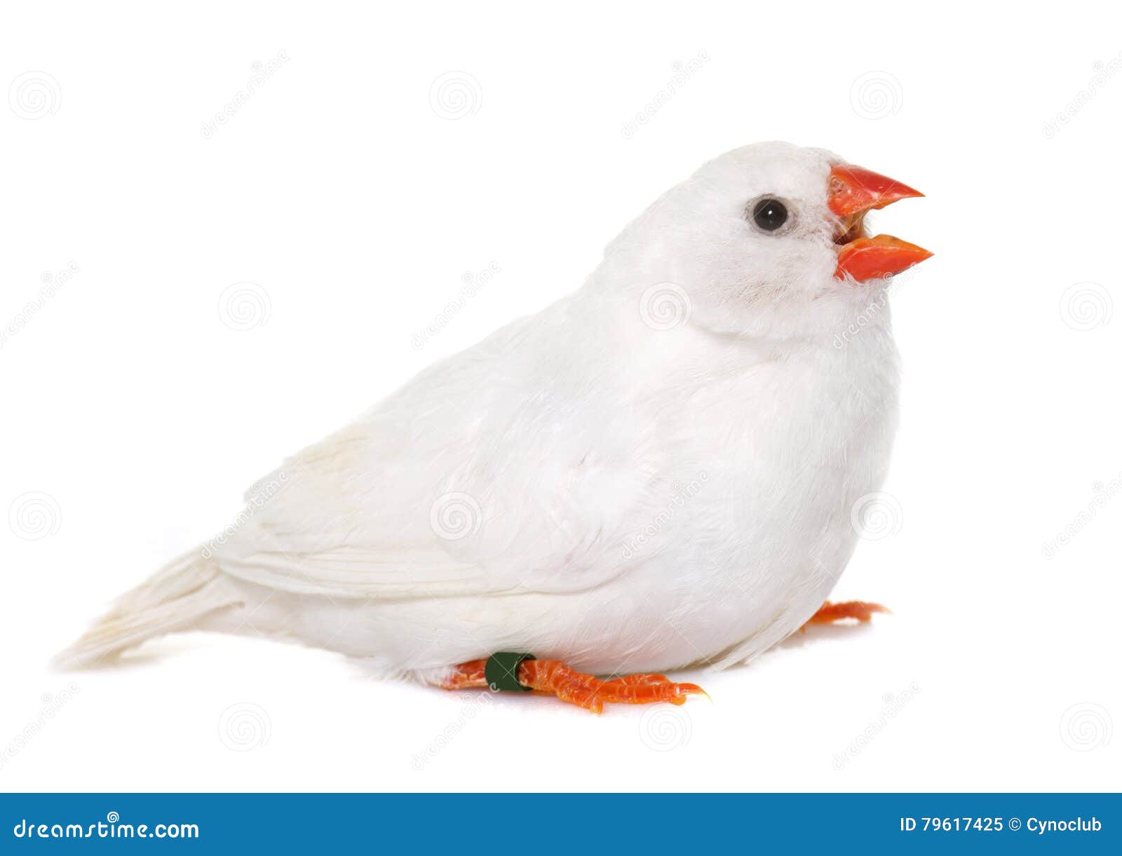 White Zebra Finch in Studio Stock Image - Image of estrildid, isolated ...