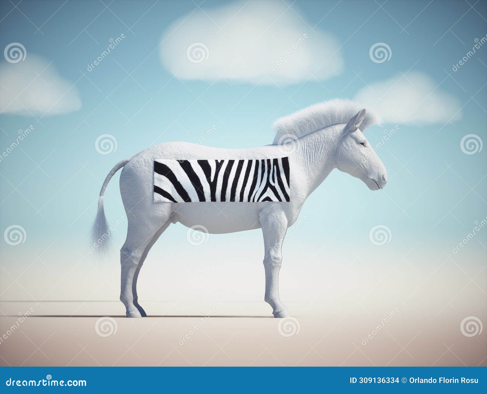 White Zebra with a Square of Texture Stock Photo - Image of skills ...