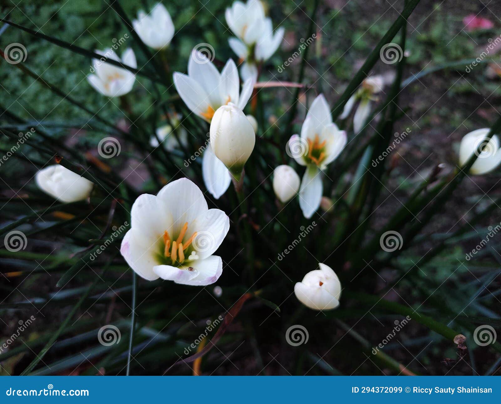 White Zephyranthes Candida Flower Stock Image - Image of blossom, petal ...