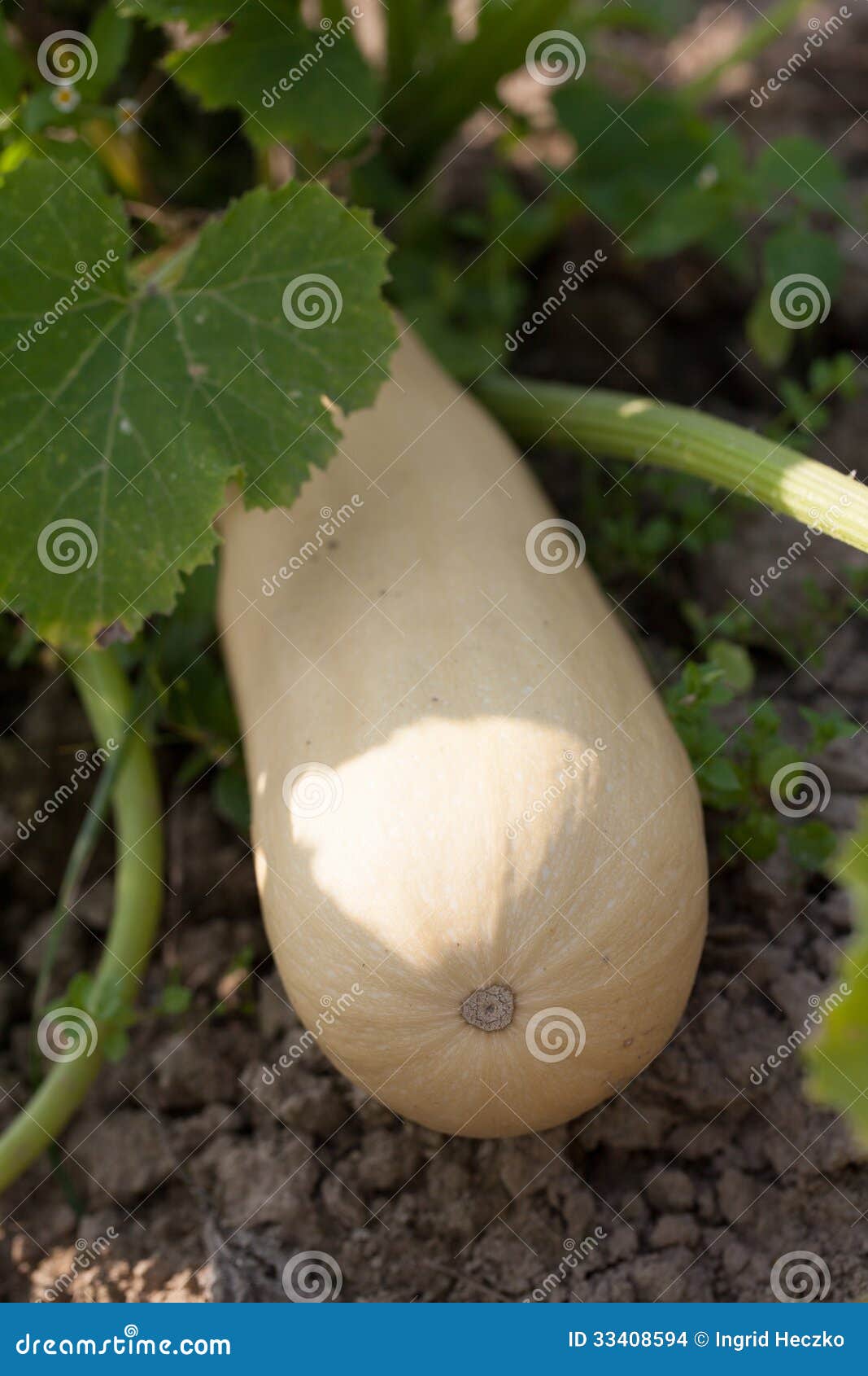 White zucchini stock photo. Image of sunlight, organic - 33408594