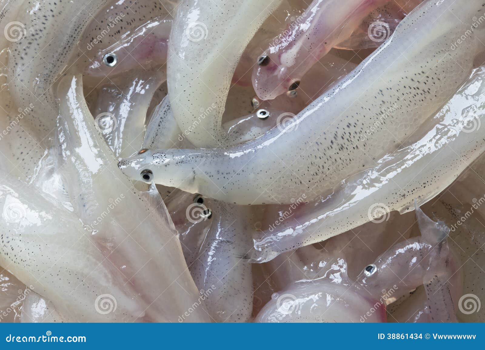 Whitebait stock photo. Image of freckle, speckle, whitebait - 38861434