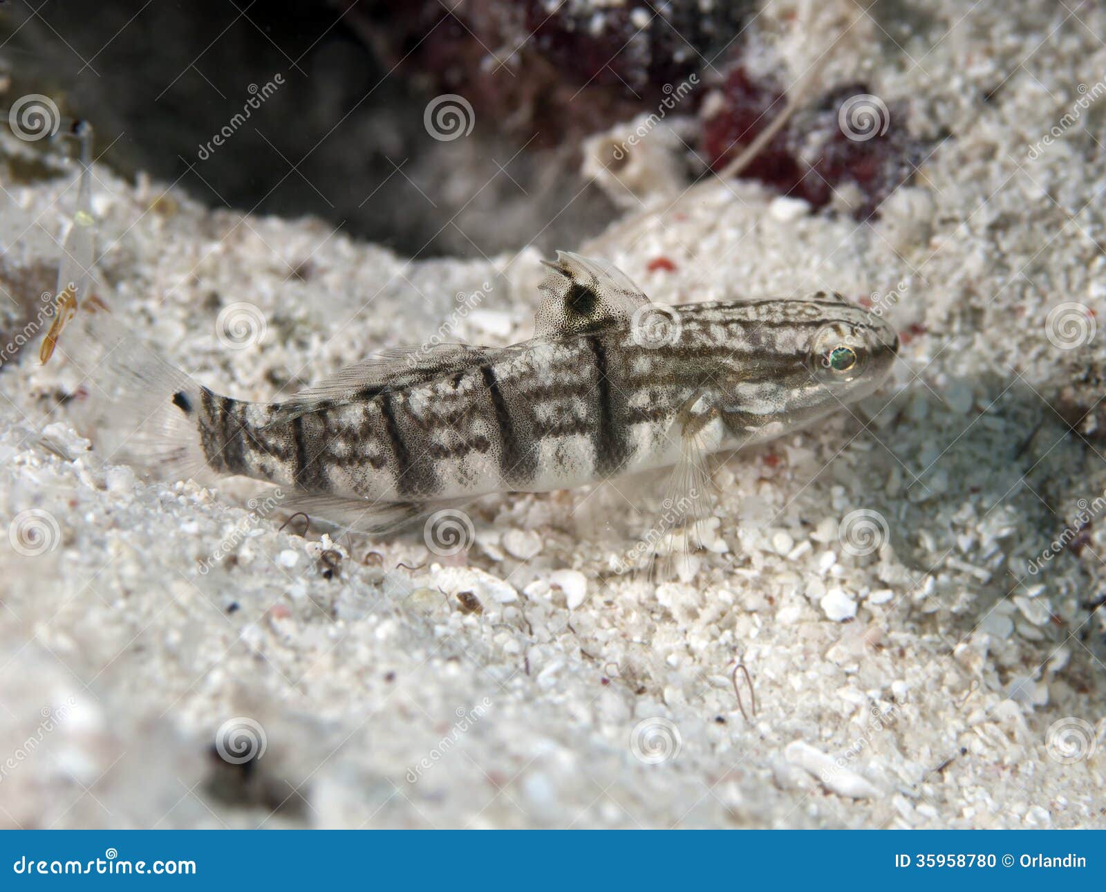Whitebarred Goby Amblygobius Phalaena Royalty-Free Stock Photo ...