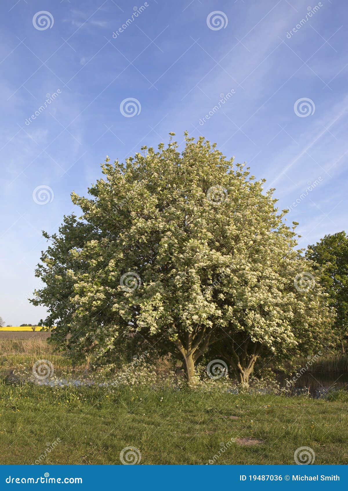 Whitebeam tree stock photo. Image of canal, springtime - 19487036