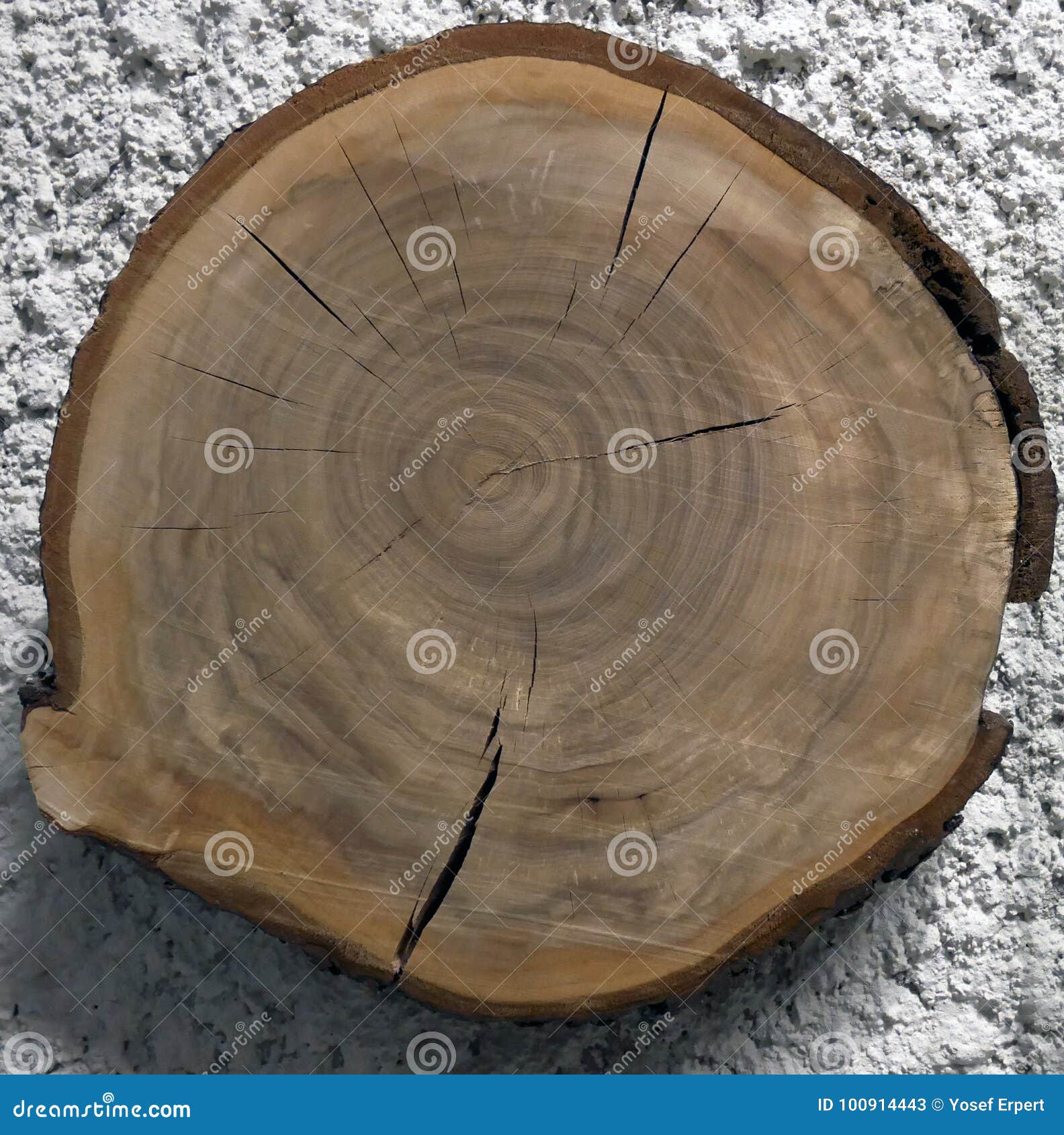 The whitebeam tree stock image. Image of annual, growth - 100914443