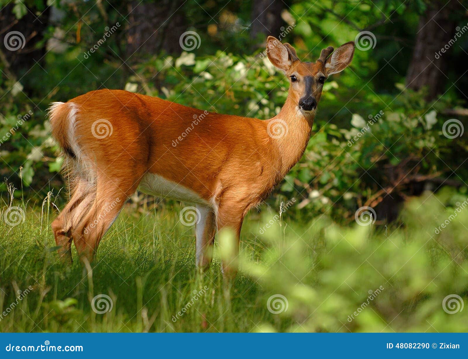 Whited-tailed Deer stock photo. Image of nature, looking - 48082290