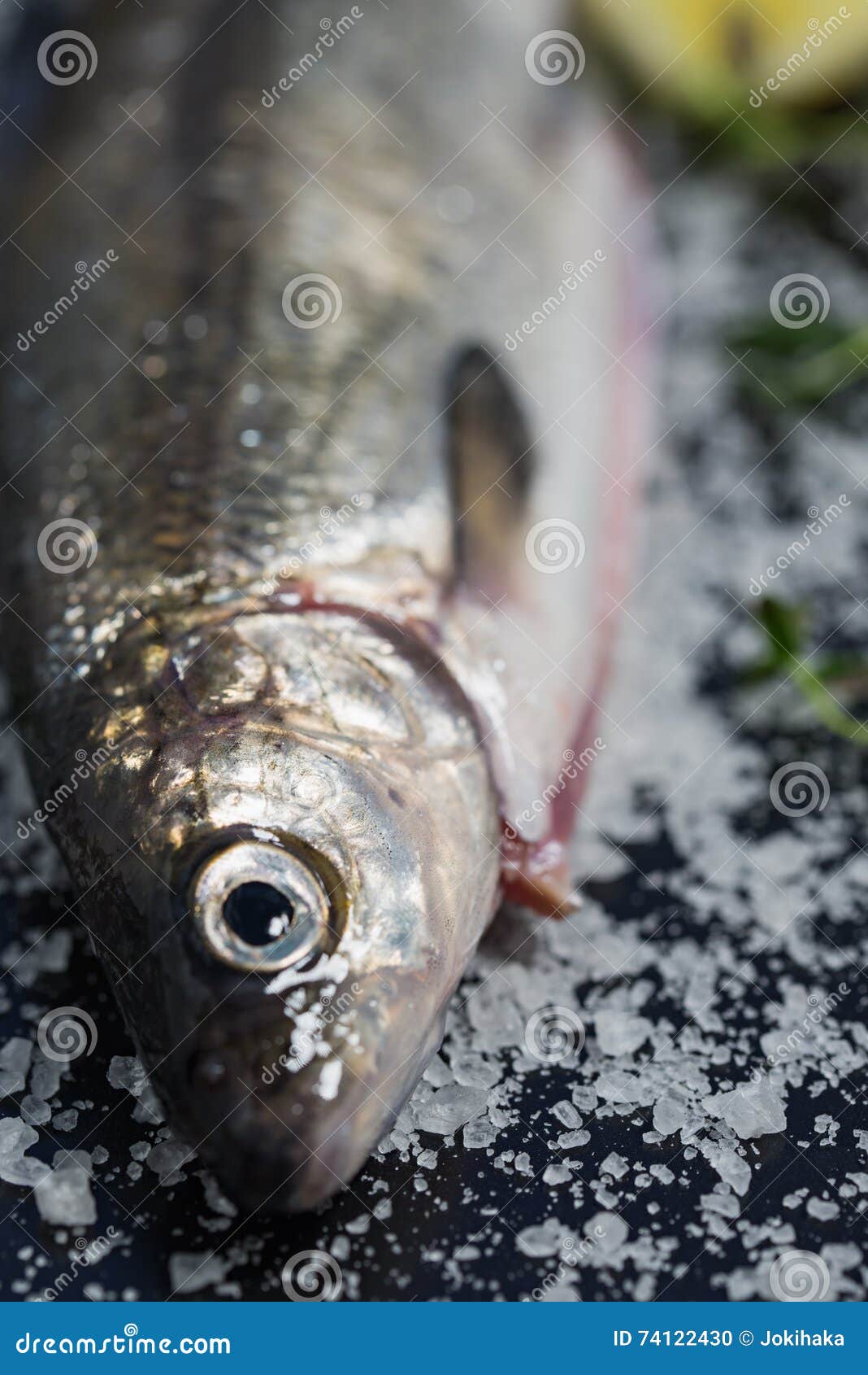 Whitefish stock photo. Image of cold, texture, silver - 74122430