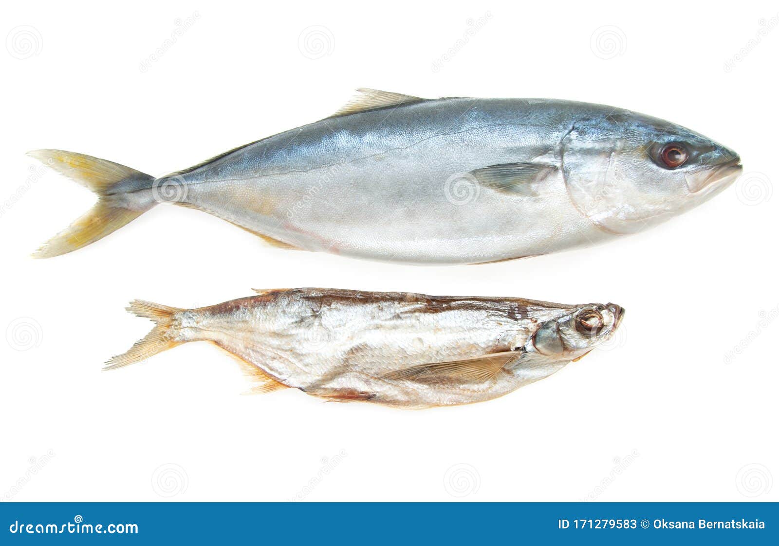 Different Whitefish on White Background Stock Image - Image of scales ...