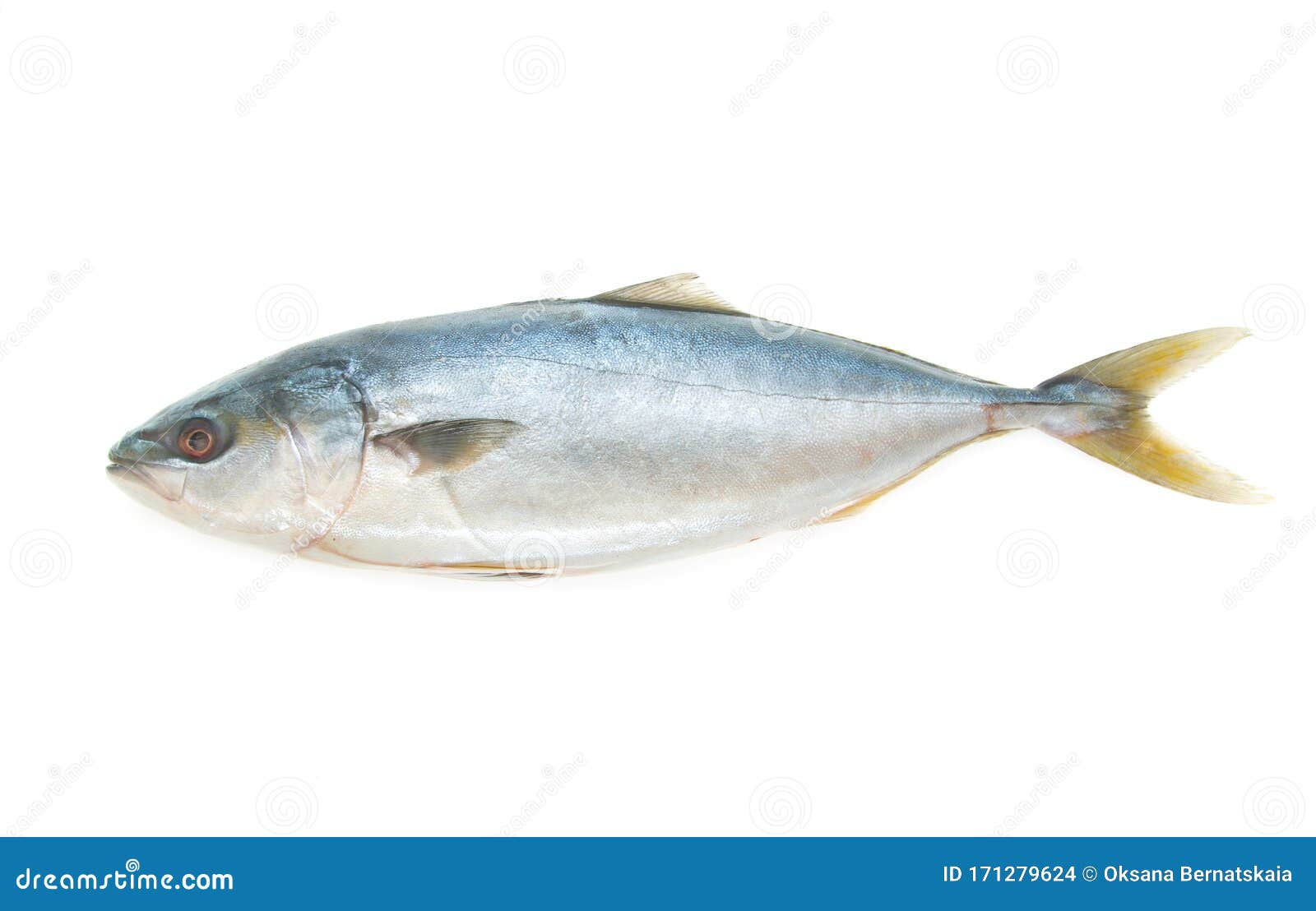 Fresh Whitefish on White Background Stock Photo - Image of food, white ...