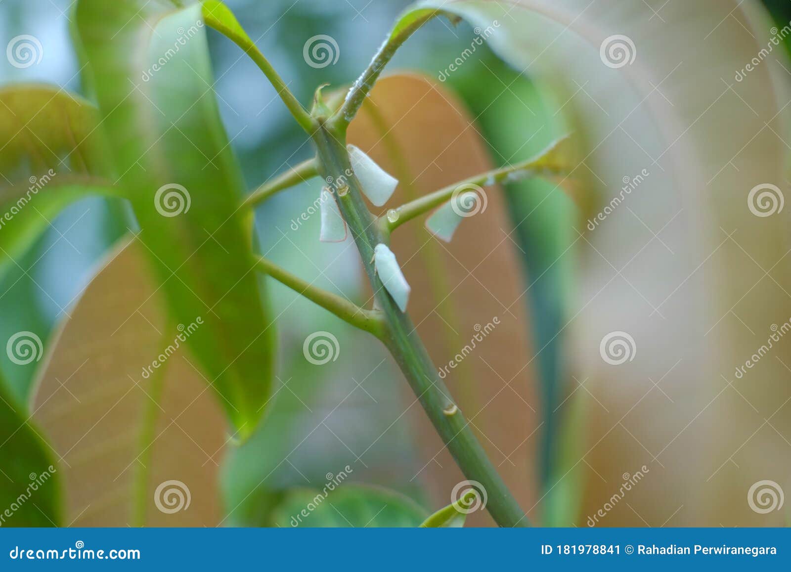 Whiteflies on mango tree stock image. Image of cutflower - 181978841
