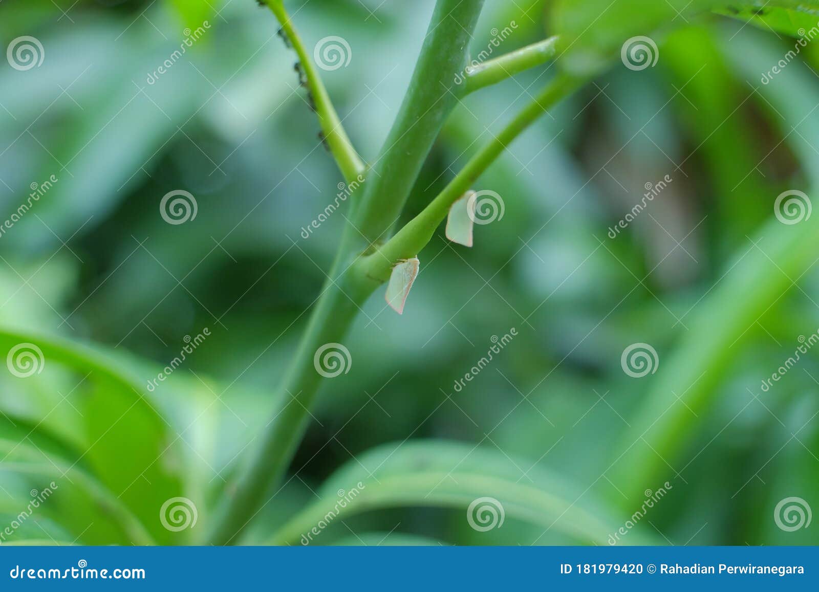 Whiteflies on mango tree stock photo. Image of insect - 181979420