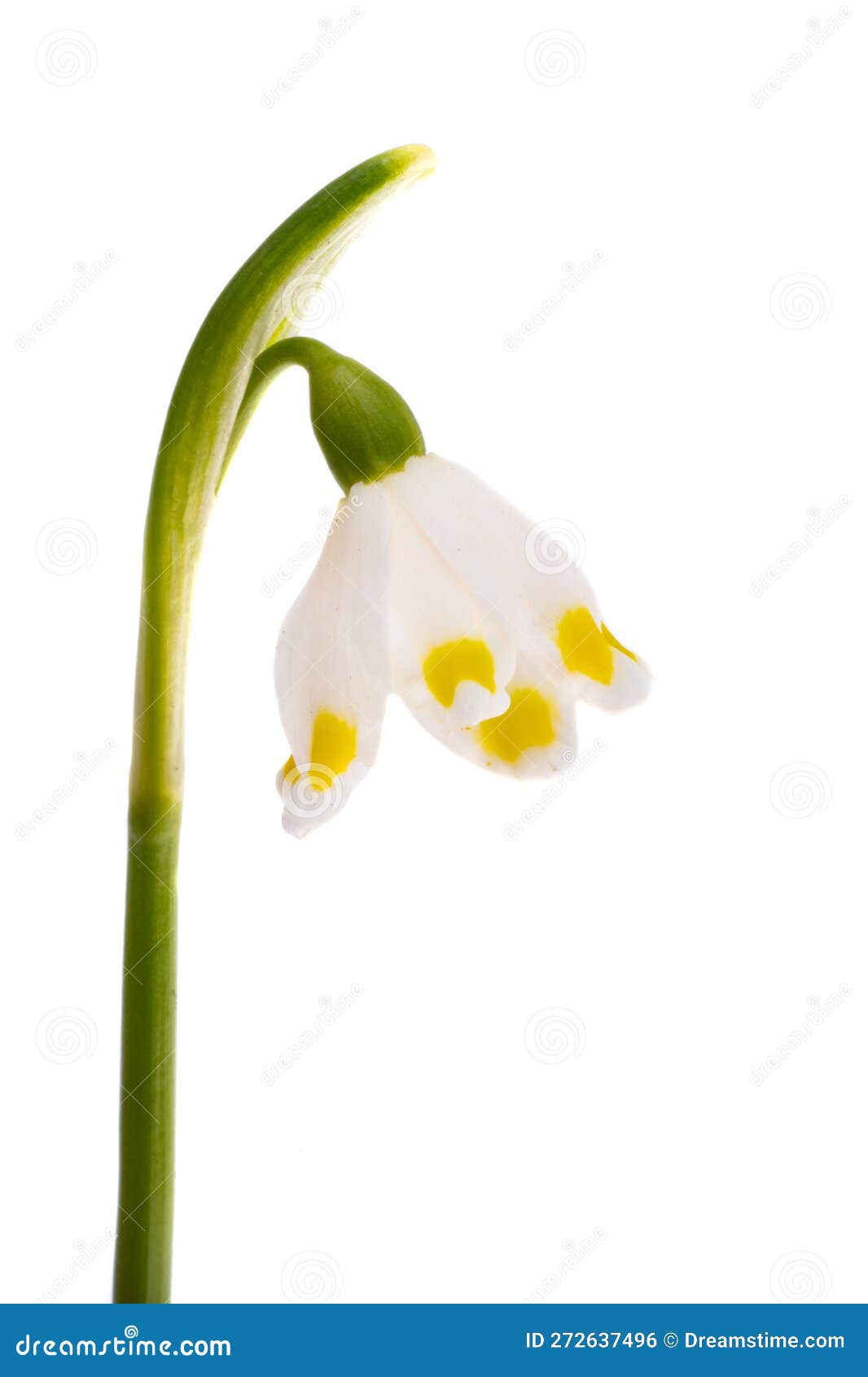 Whiteflower Snowdrop Isolated Stock Photo - Image of stem, card: 272637496