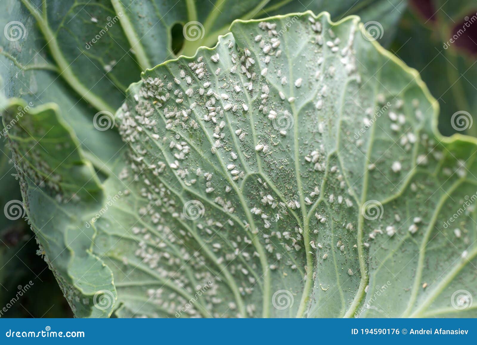 Whitefly Aleyrodes Proletella Agricultural Pest on Cabbage Leaf Stock ...