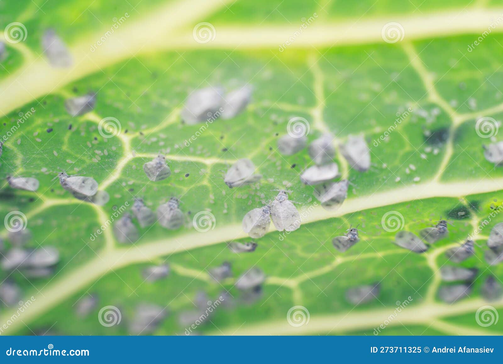 Whitefly Aleyrodes Proletella Agricultural Pest on Cabbage Leaf Stock ...
