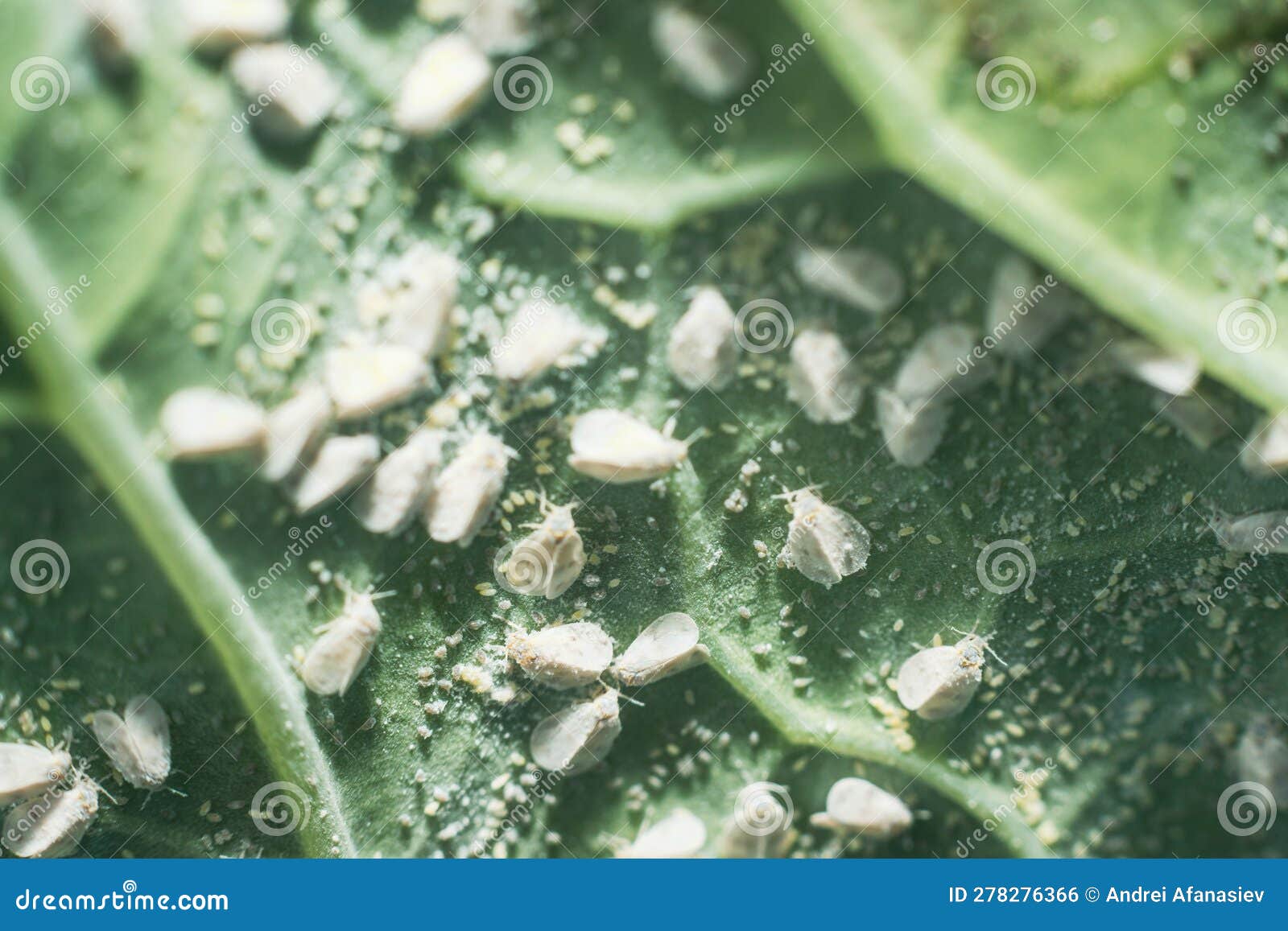 Whitefly Aleyrodes Proletella Agricultural Pest on Cabbage Leaf Stock ...