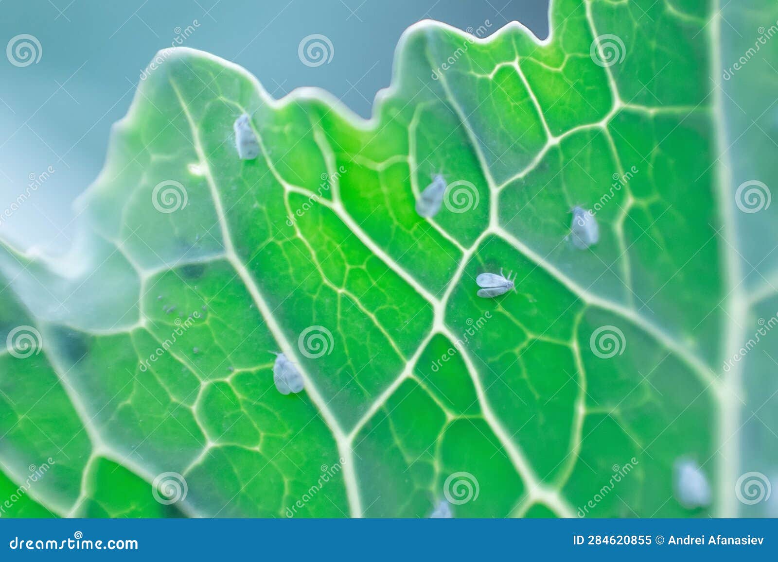 Whitefly Aleyrodes Proletella Agricultural Pest on Cabbage Leaf Stock ...