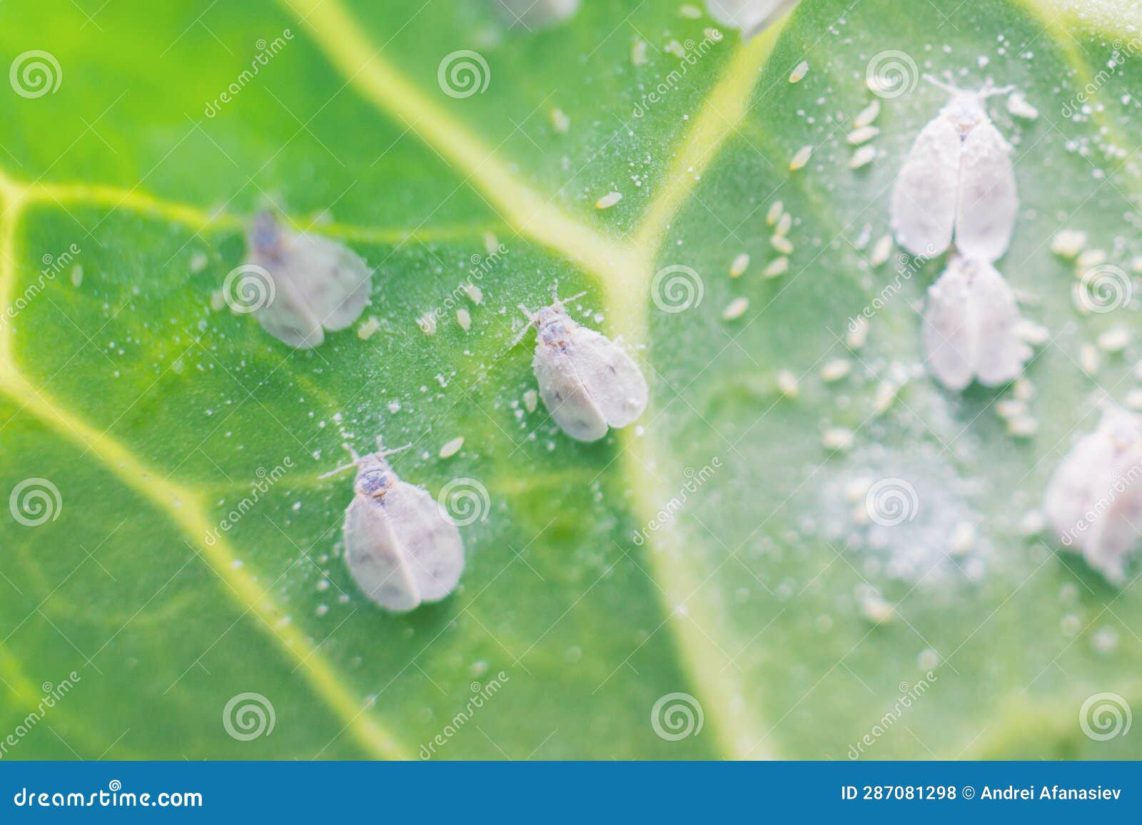 Whitefly Aleyrodes Proletella Agricultural Pest on Cabbage Leaf Stock ...