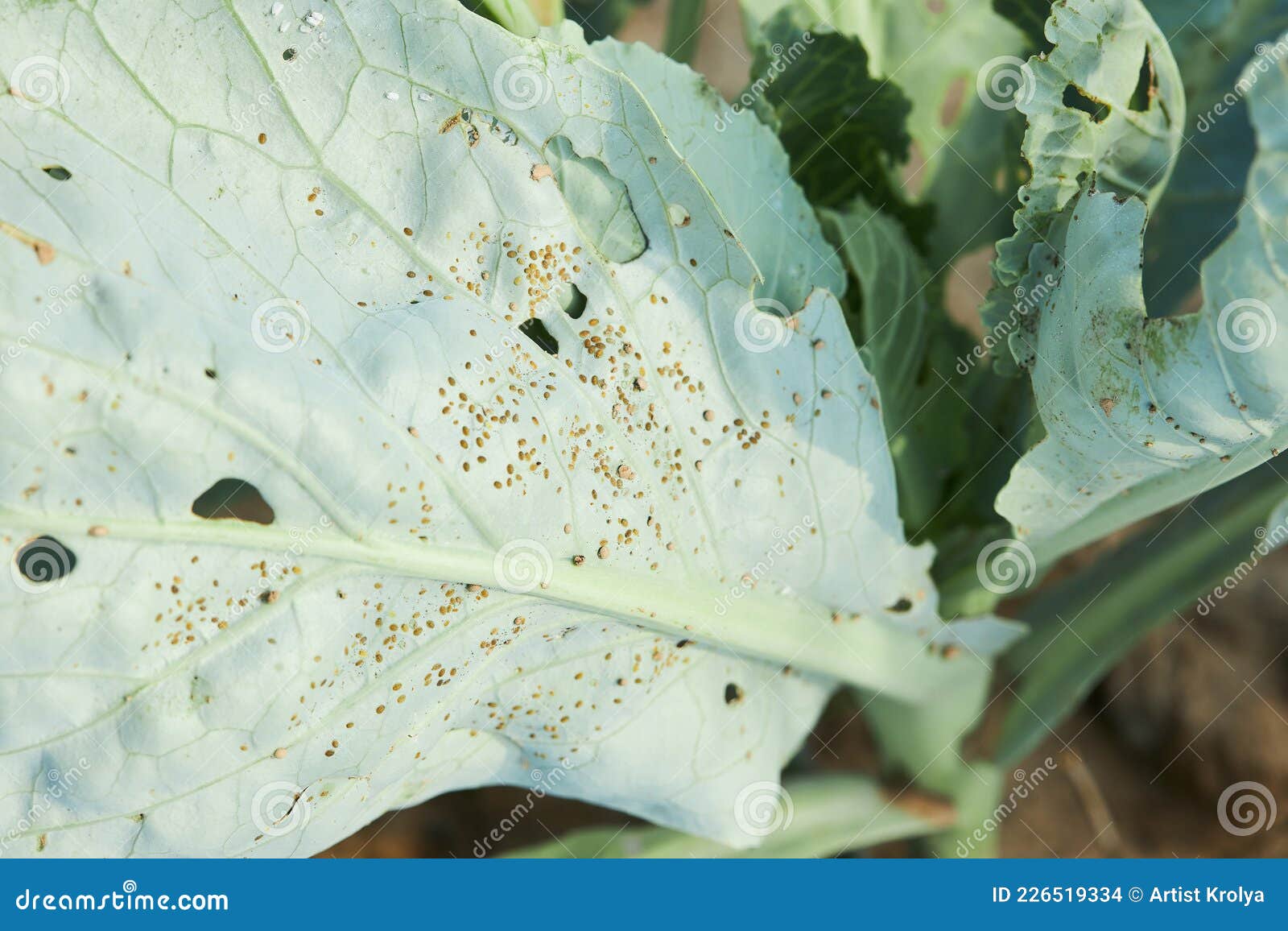 The Whitefly Aleyrodes Proletella on an Underside Cabbage Leaf. Stock ...