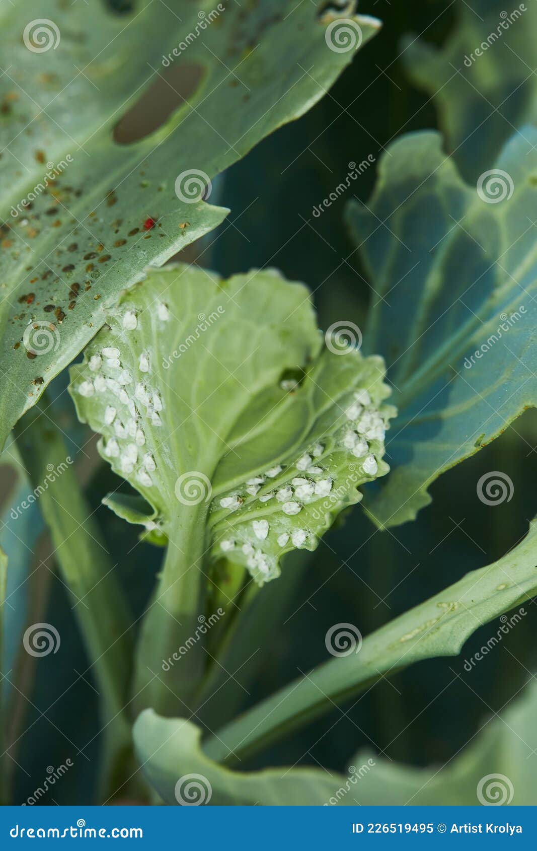 The Whitefly Aleyrodes Proletella on an Underside Cabbage Leaf. Stock ...