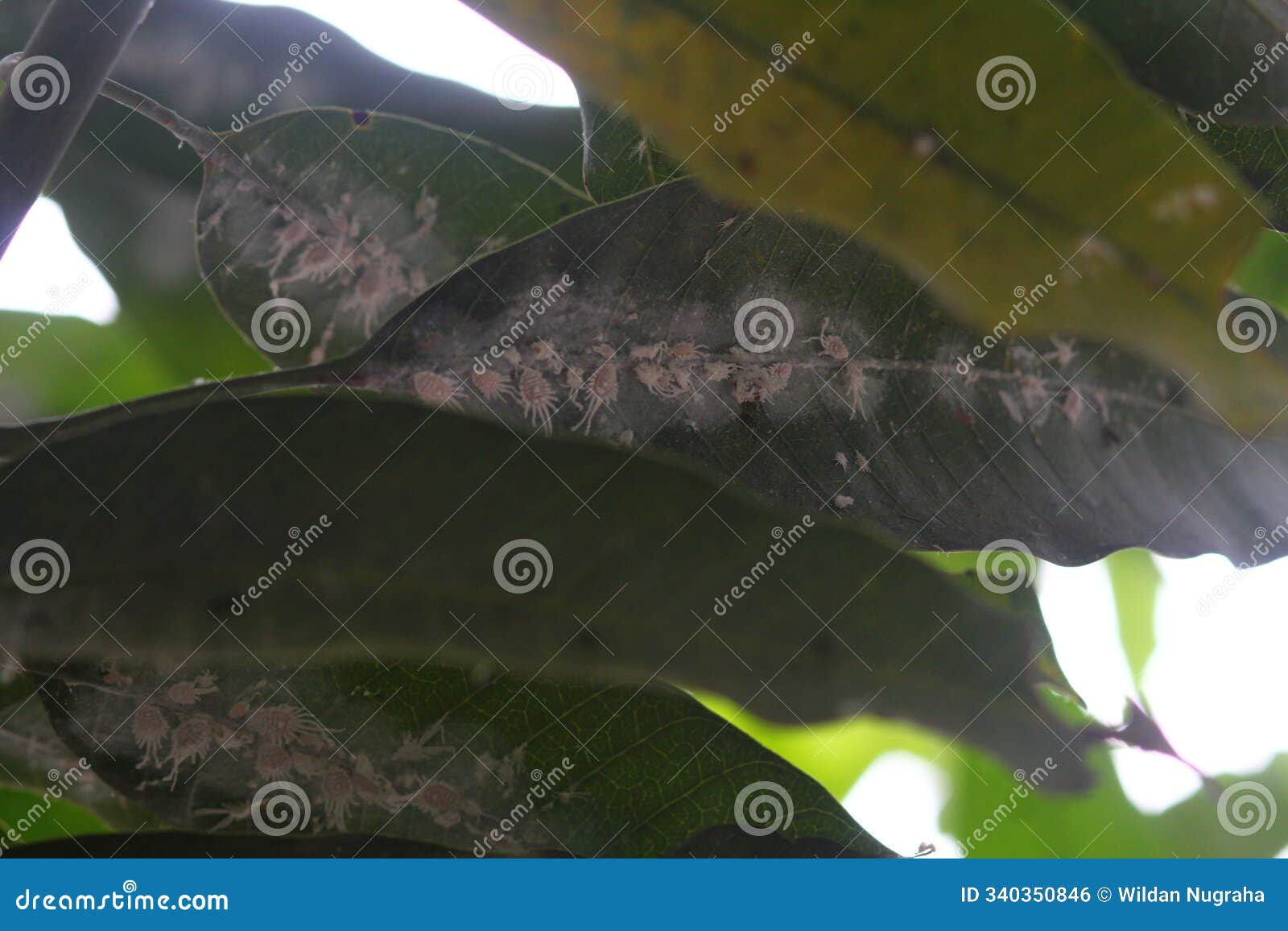 Whitefly Attack on Plant Leaves Stock Photo - Image of leaf, plant ...