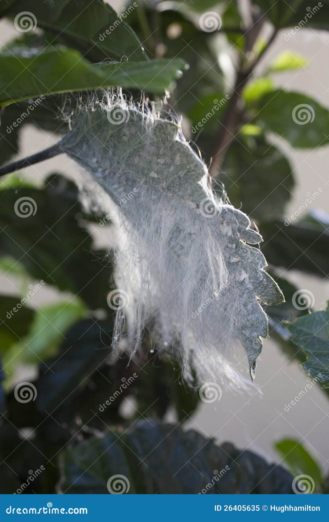Whitefly Infestation on Hibiscus Stock Image - Image of gardens ...
