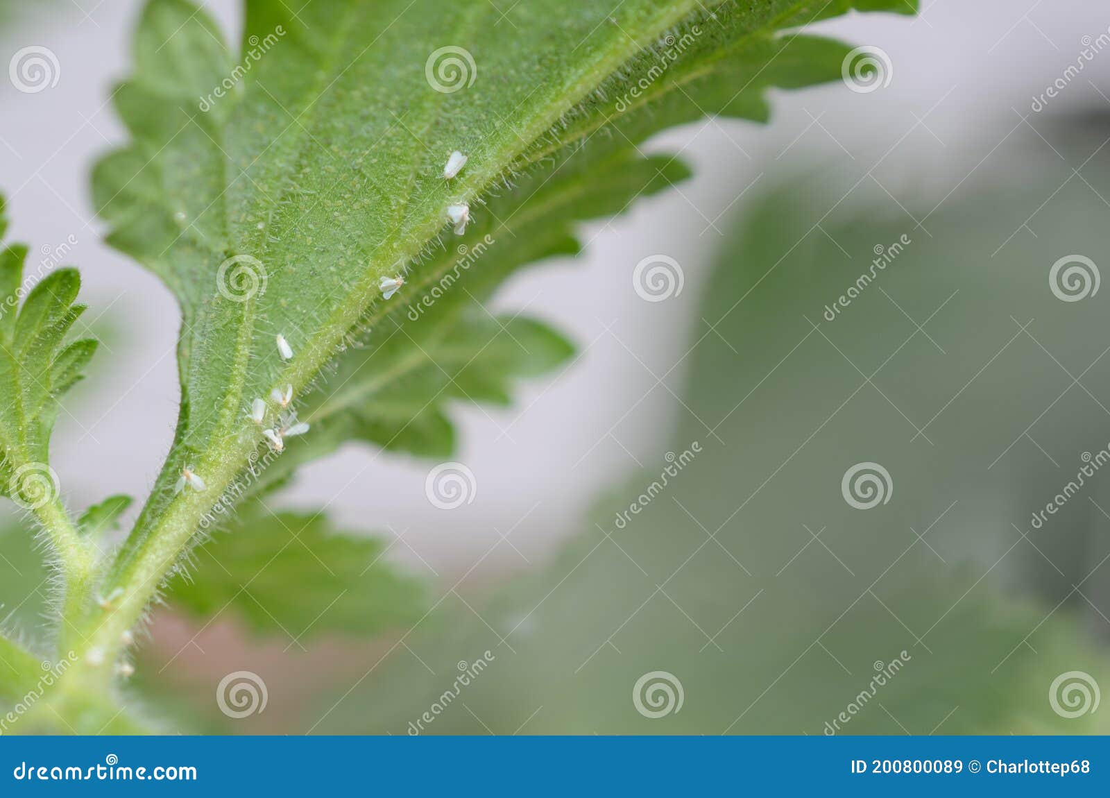 Greenhouse Whitefly Infestation On Citrus Leaf Royalty-Free Stock Photo ...