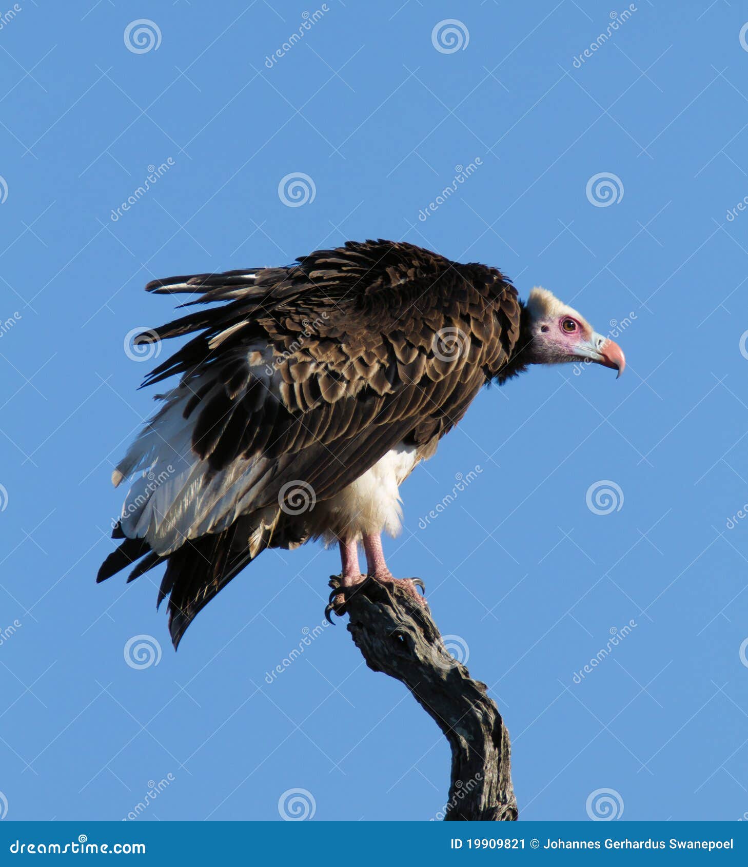 Whiteheaded Vulture Against Blue Sky Stock Image - Image of wildlife ...