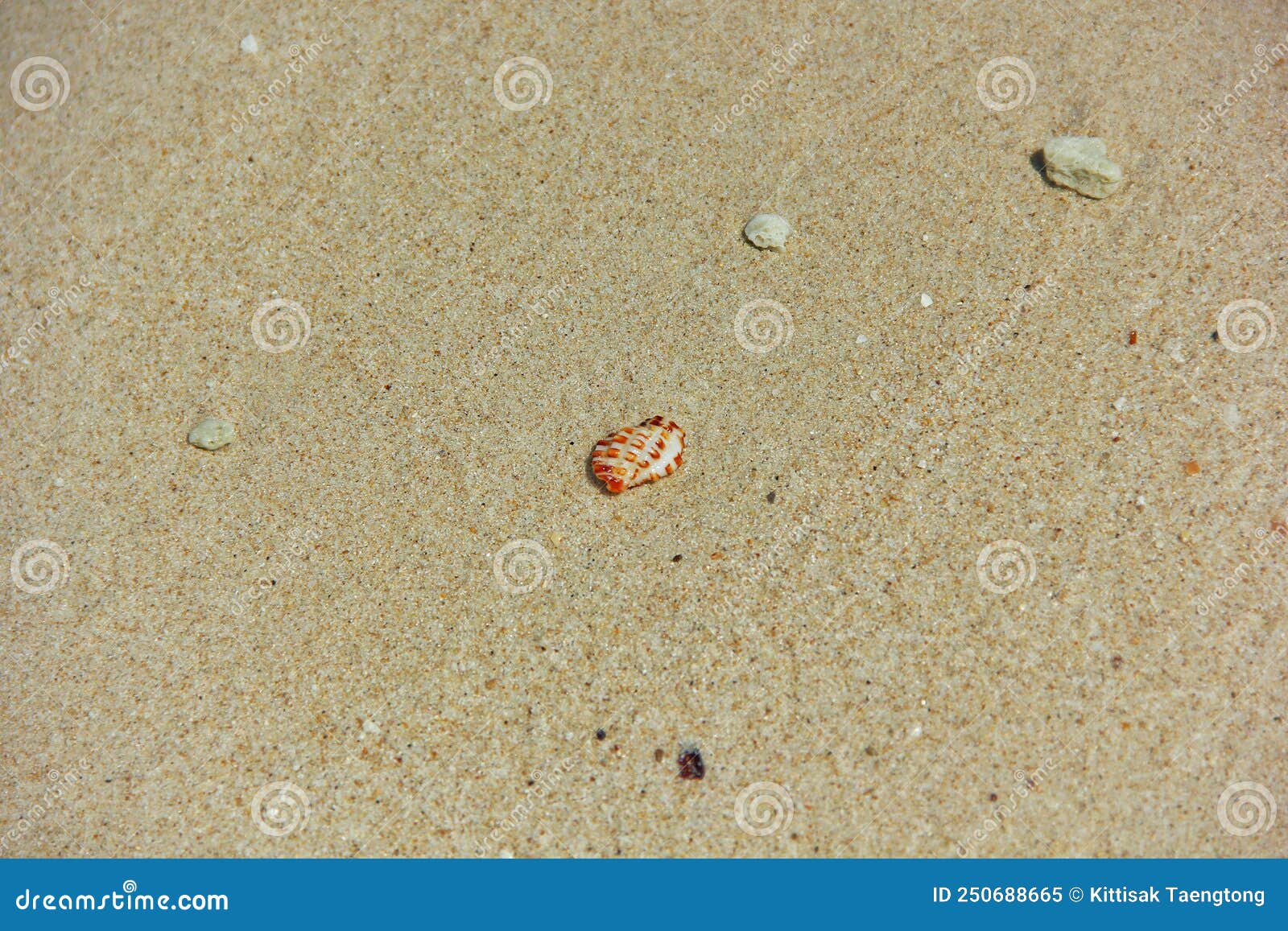 Whiteish-orange Shell on the Beach of Thailand Stock Image - Image of ...
