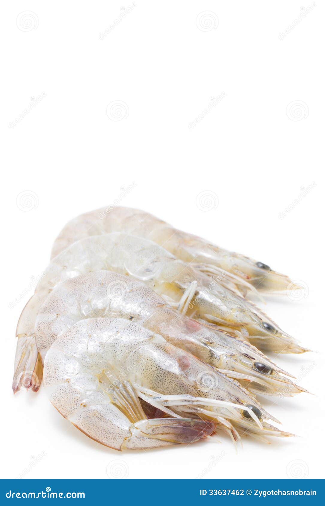 Closeup Of Raw Whiteleg Shrimp, Pacific White Shrimp Litopenaeus ...