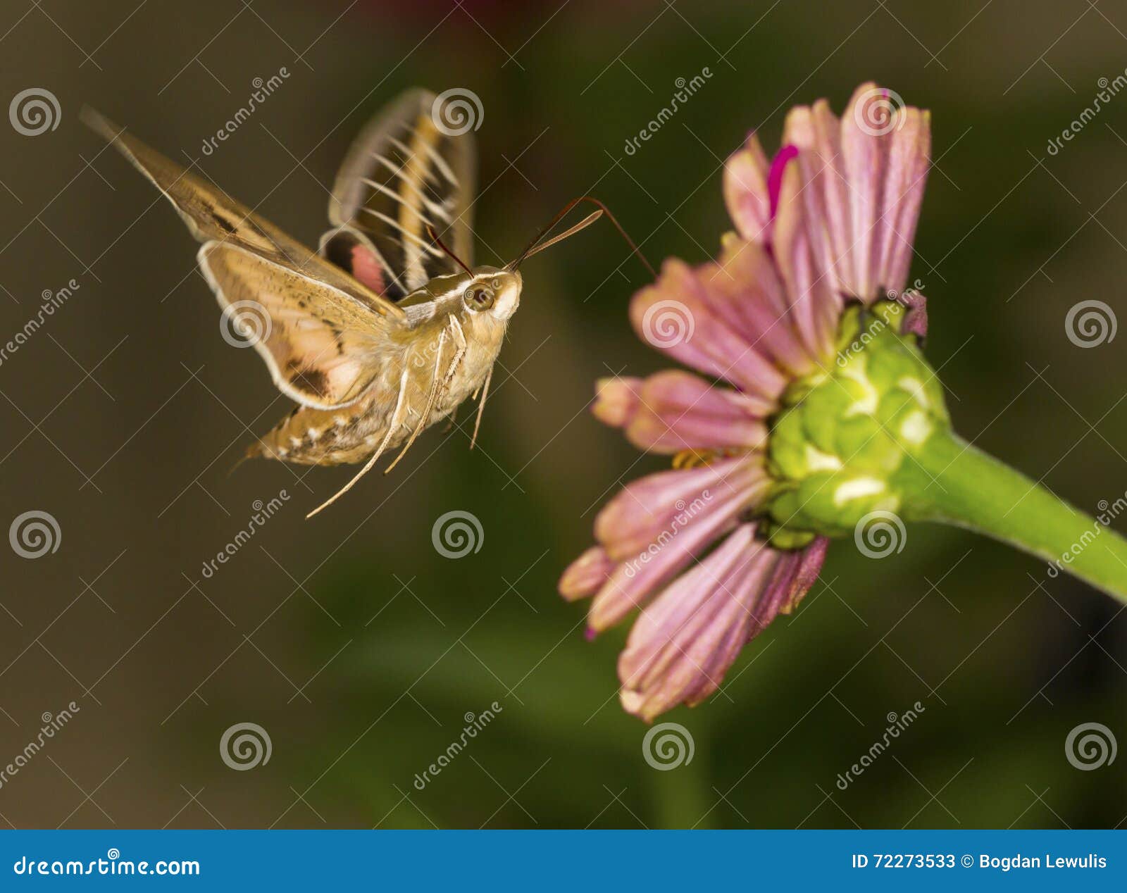 Whitelined sphinx stock image. Image of hovering, pollination - 72273533