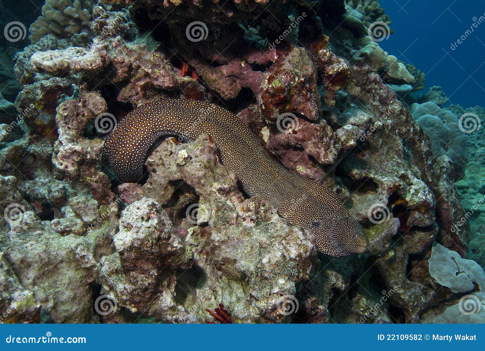 Whitemouth Moray Eel stock photo. Image of kailua, kona - 22109582