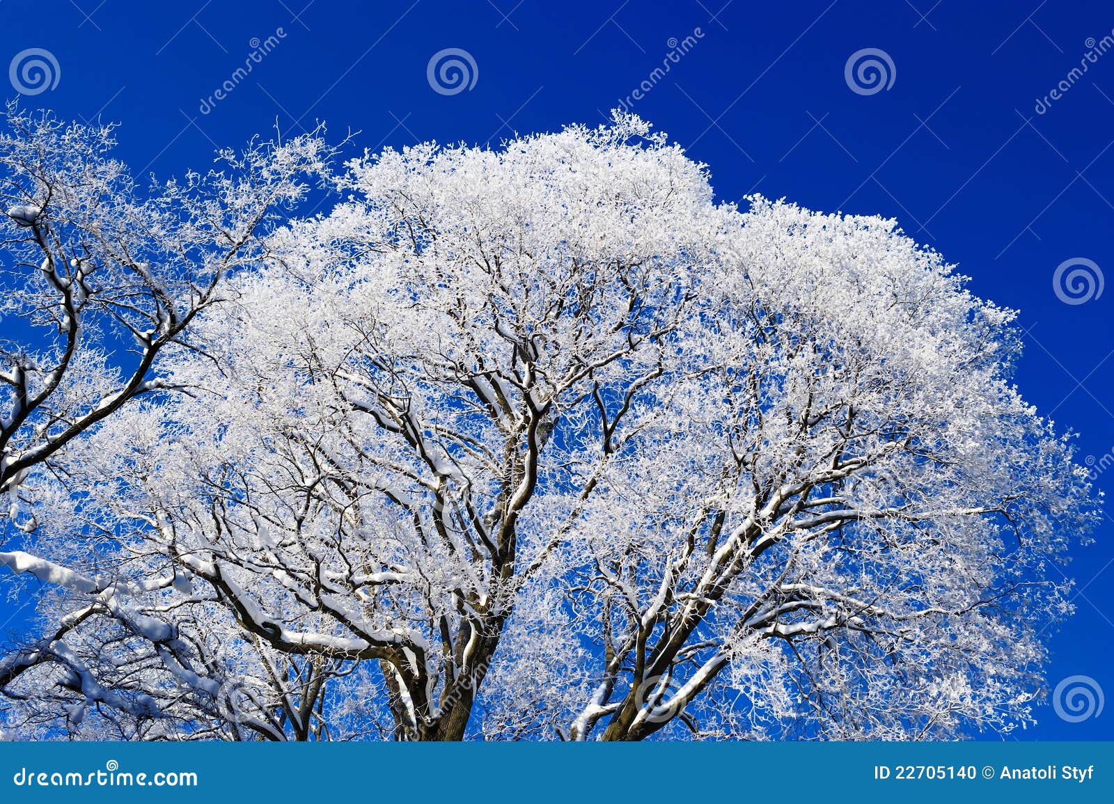 Whiteness stock photo. Image of rime, natural, countryside - 22705140