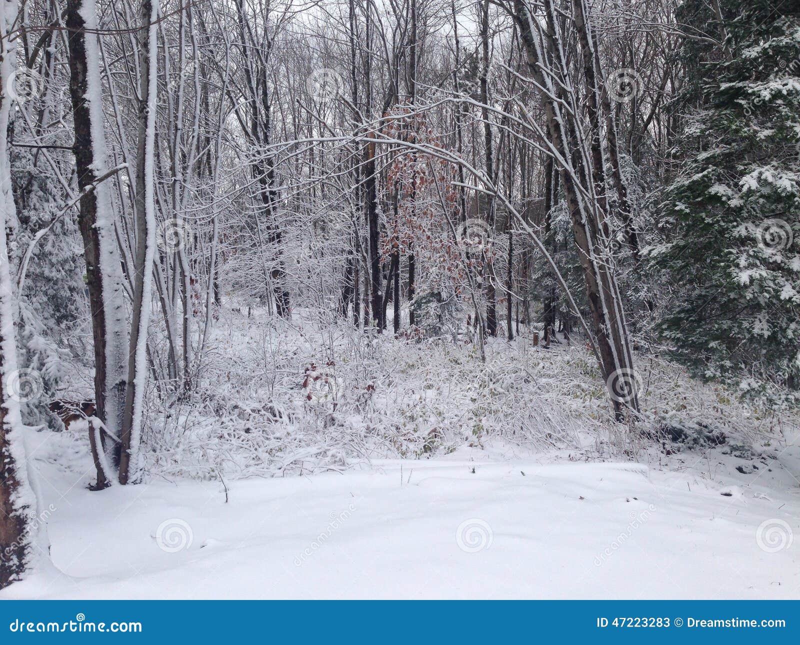 Whiteout stock image. Image of winter, whiteout, snow - 47223283