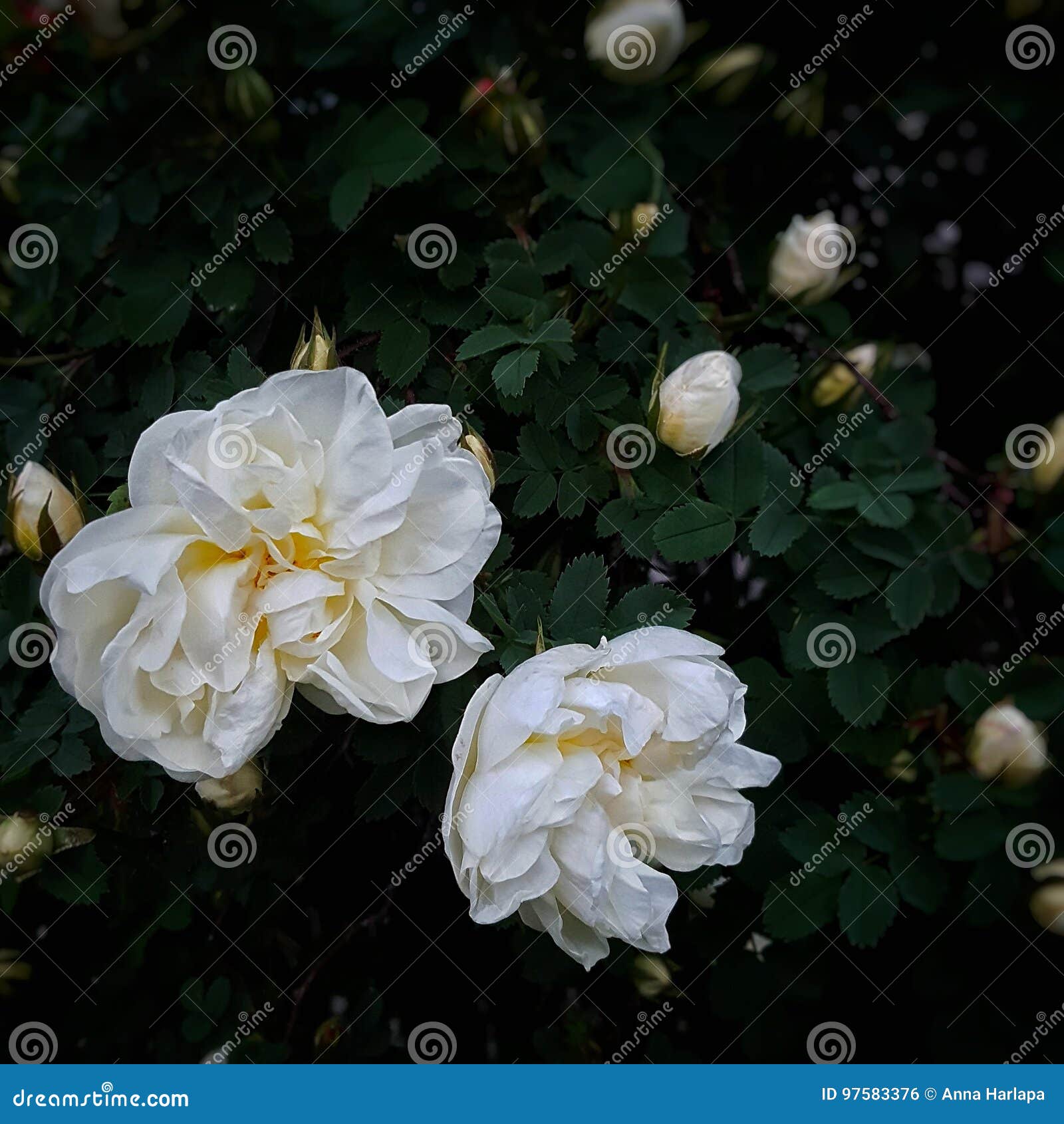 Whites roses stock photo. Image of whites, roses, flowers - 97583376