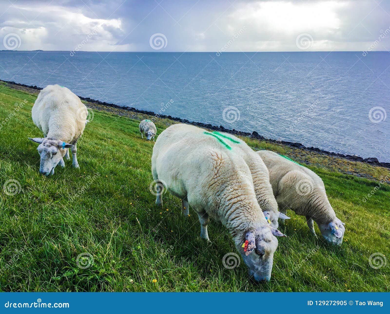 Sheeps on a beach editorial image. Image of sheep, beach - 129272905
